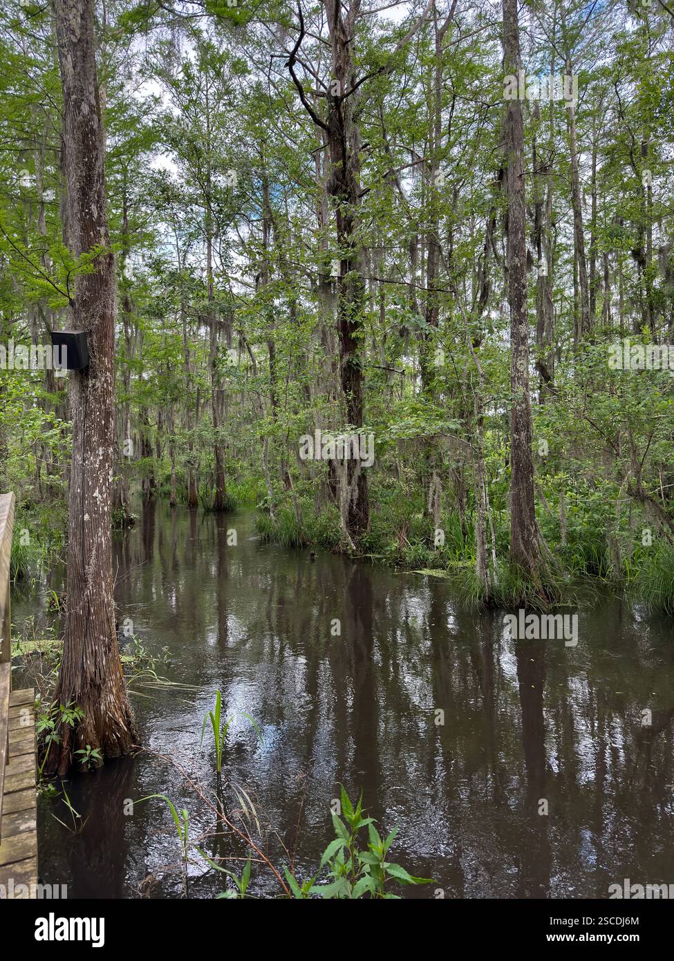A peaceful view of a Louisiana swamp, with moss-covered cypress trees ...