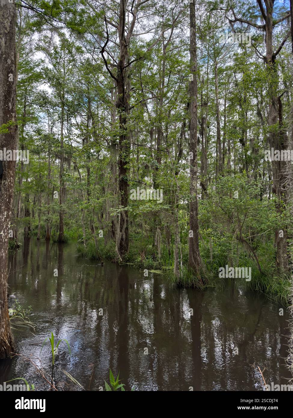 A peaceful view of a Louisiana swamp, with moss-covered cypress trees ...