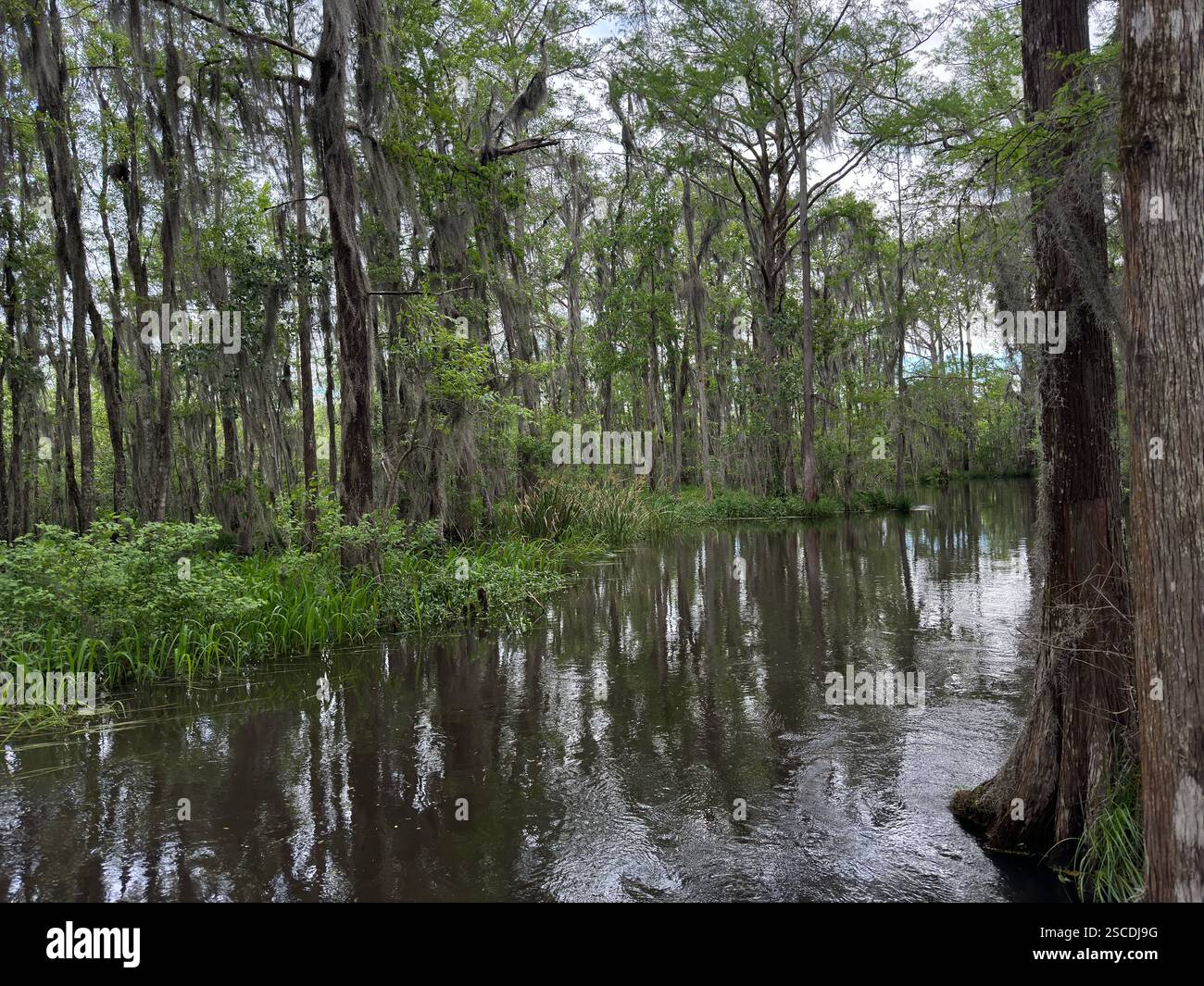 A peaceful view of a Louisiana swamp, with moss-covered cypress trees ...