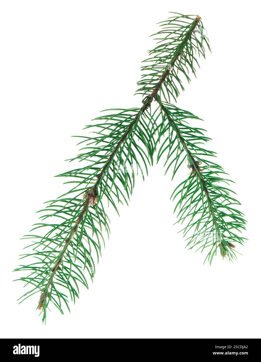 Pine branches. Fir greenery. Green branches of a Christmas tree ...