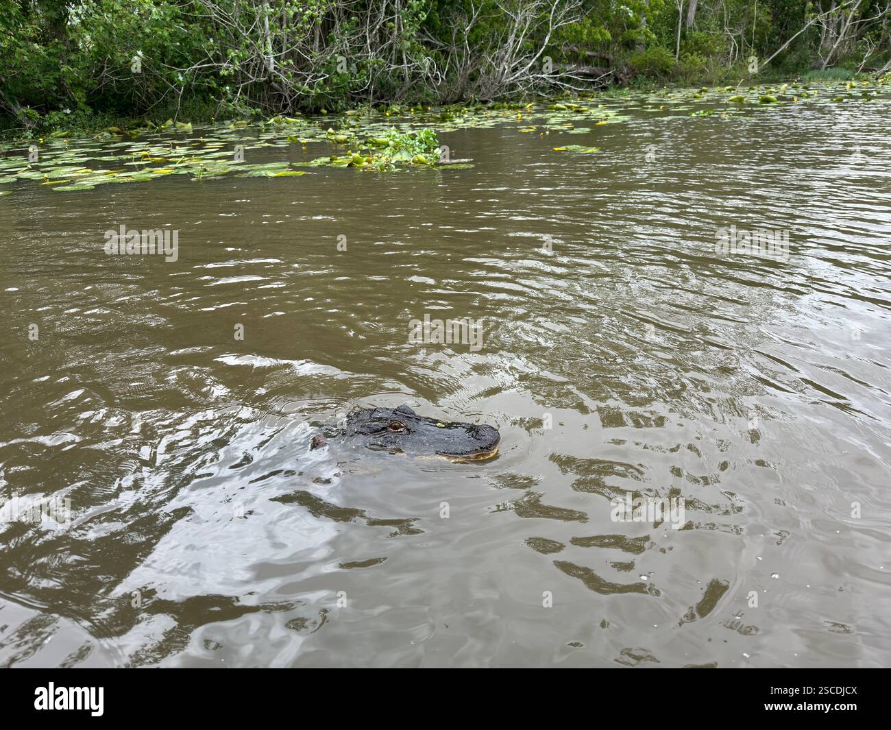 Murky wetland scene hi-res stock photography and images - Alamy