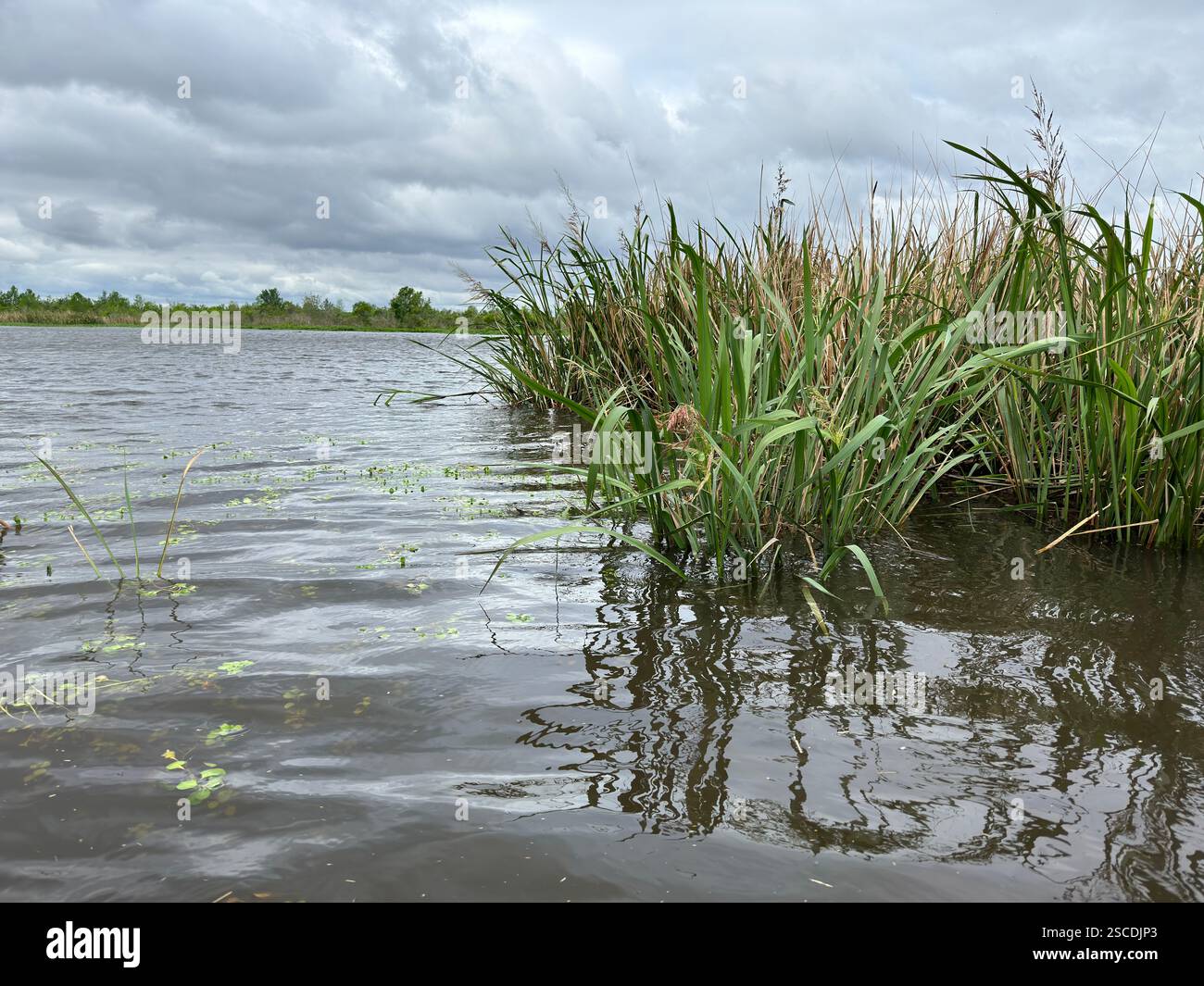 Louisiana bayou people hi-res stock photography and images - Alamy