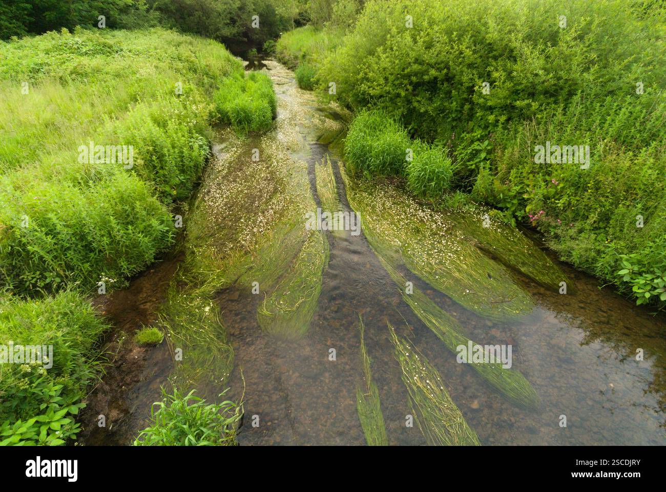 Lush green weed hi-res stock photography and images - Alamy