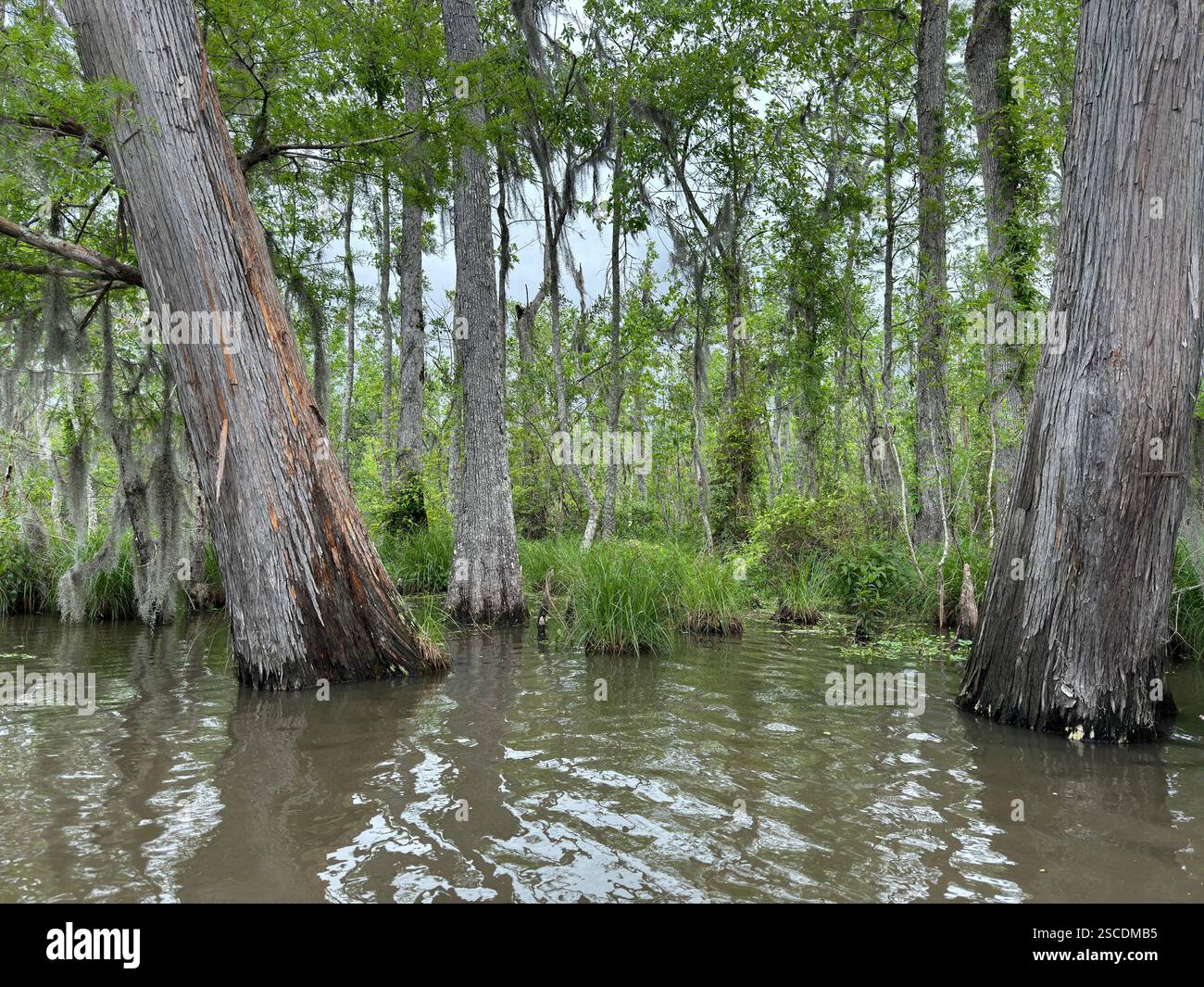 A peaceful view of a Louisiana swamp, with moss-covered cypress trees ...
