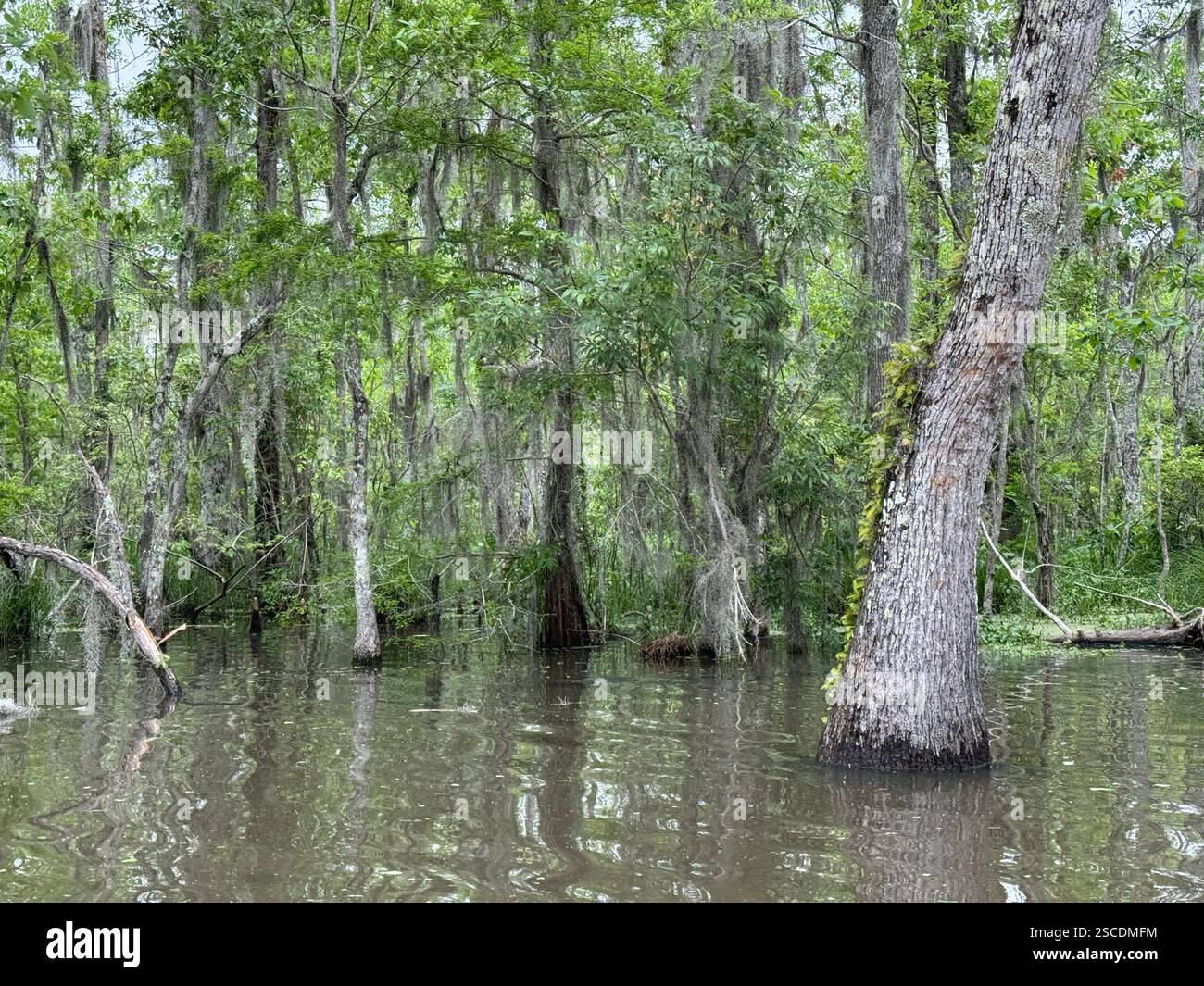 A peaceful view of a Louisiana swamp, with moss-covered cypress trees ...