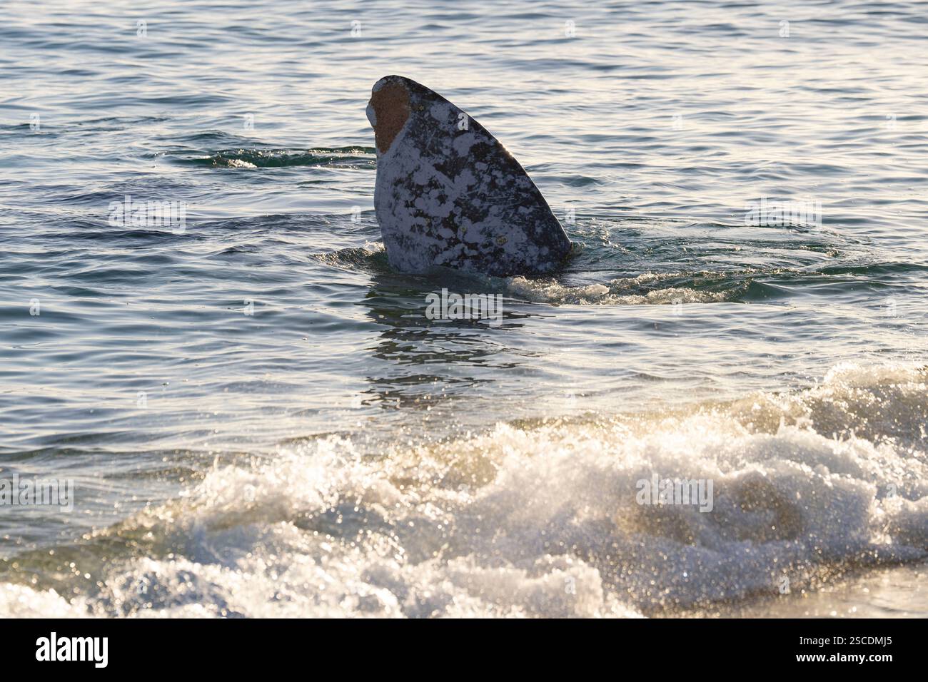 Gray whales seen very close to the beach at Pueblo Bonito Quivera in ...