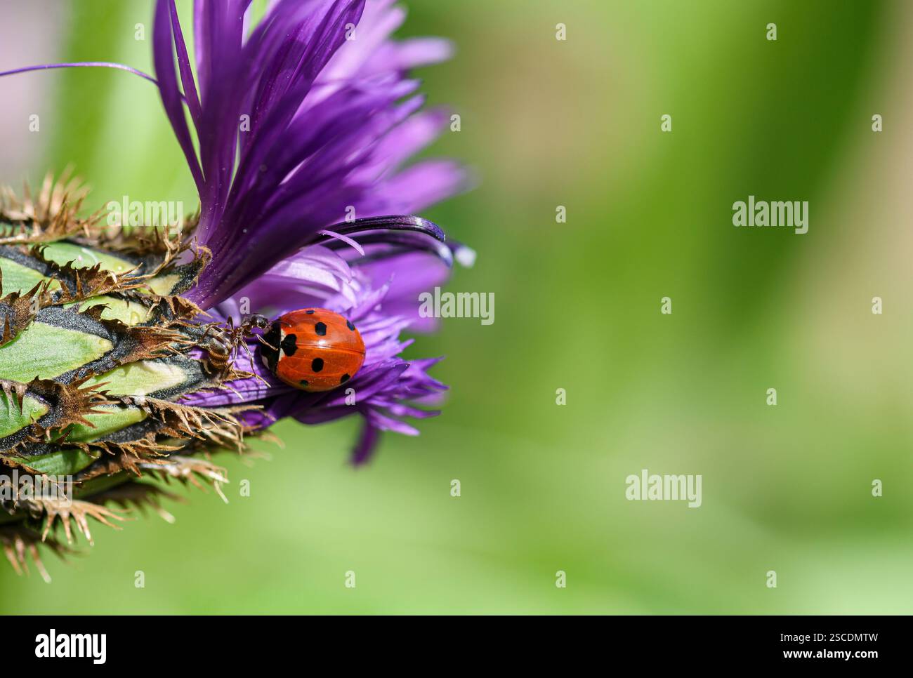 Attacking a 7 spot ladybird hi-res stock photography and images - Alamy