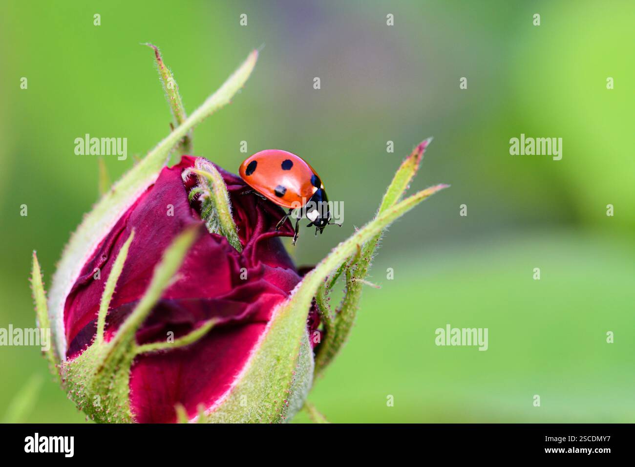 7-spot ladybird coccinella 7-punctata, walking across the top of a deep ...