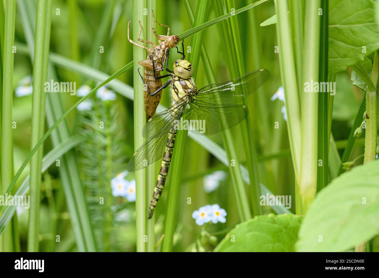 Clinging to larval skin hi-res stock photography and images - Alamy