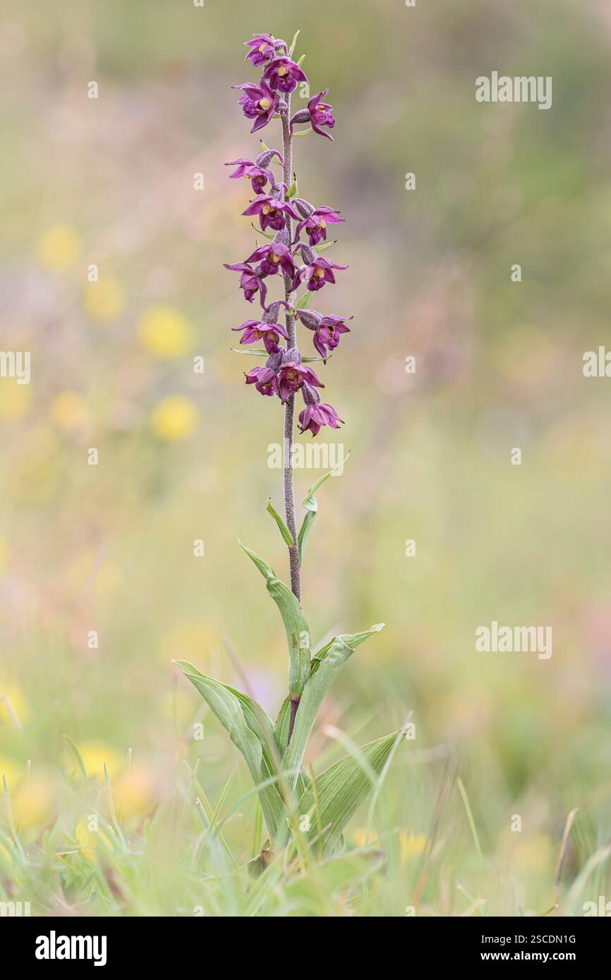 Fixed dune grasslands hi-res stock photography and images - Alamy
