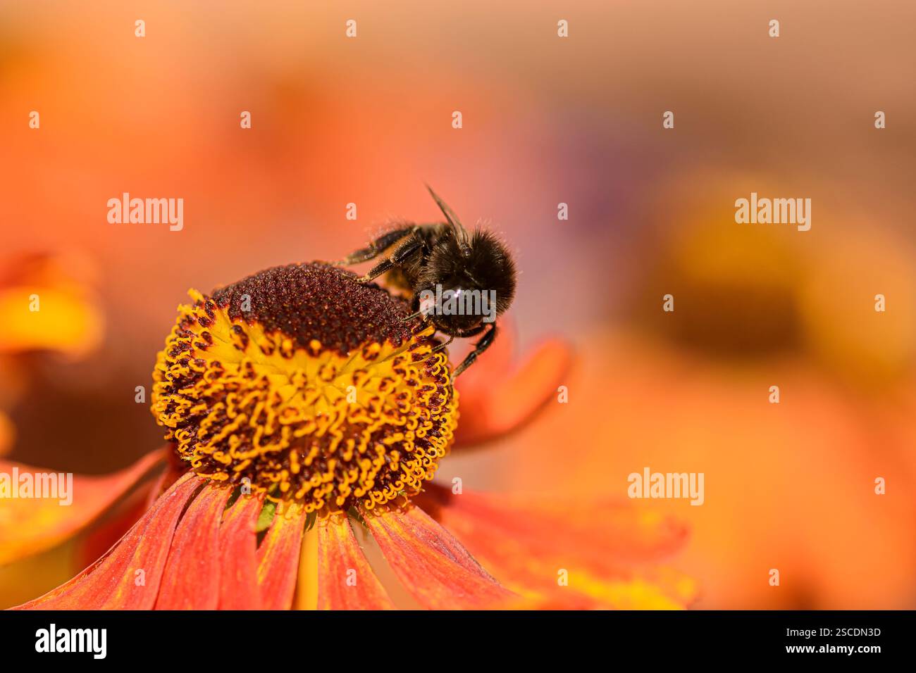 Red-tailed Bumble bee Bombus lapidarius, feeding on a Helenium flower ...