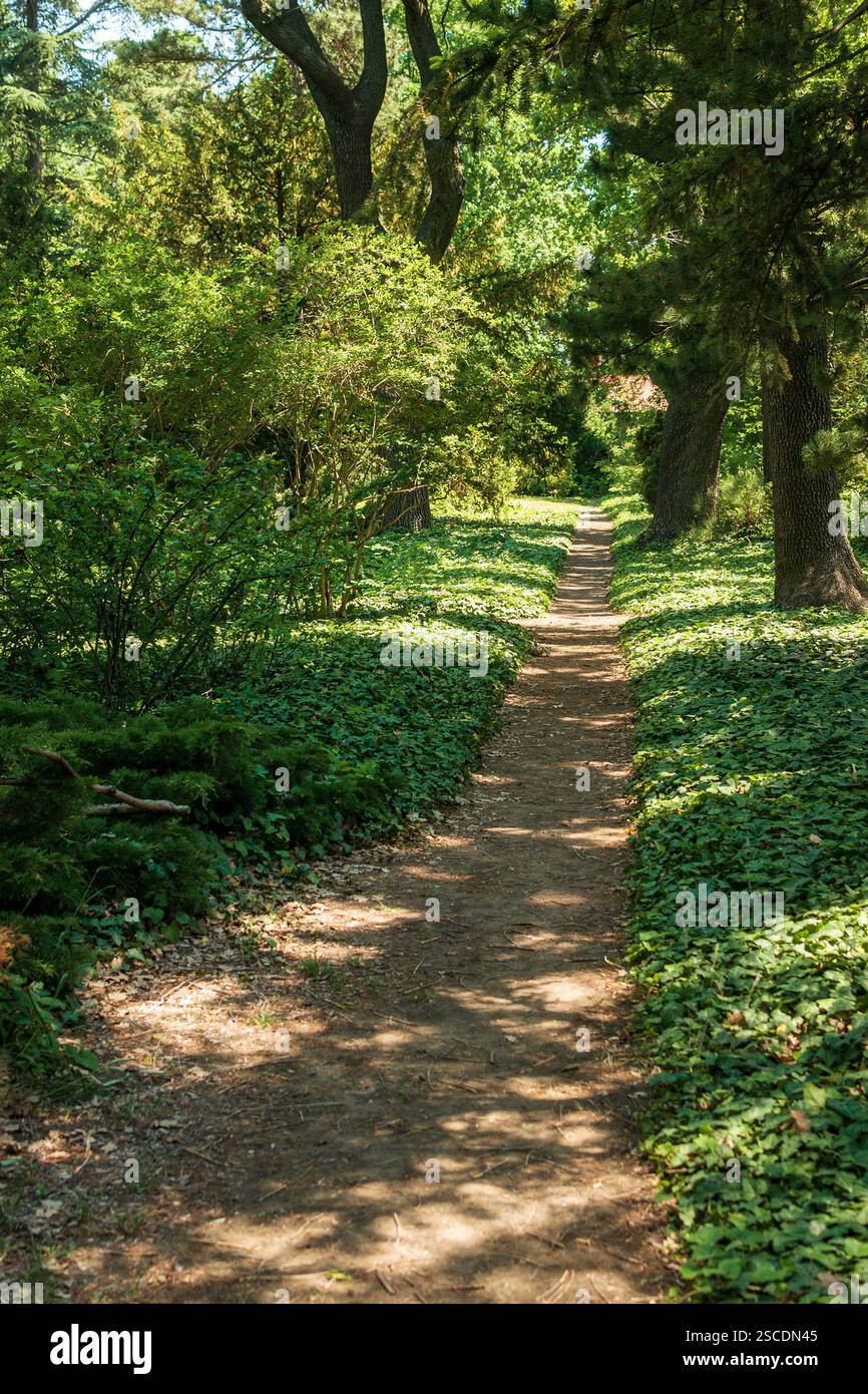 forest path in the park and a bench near the path Stock Photo - Alamy