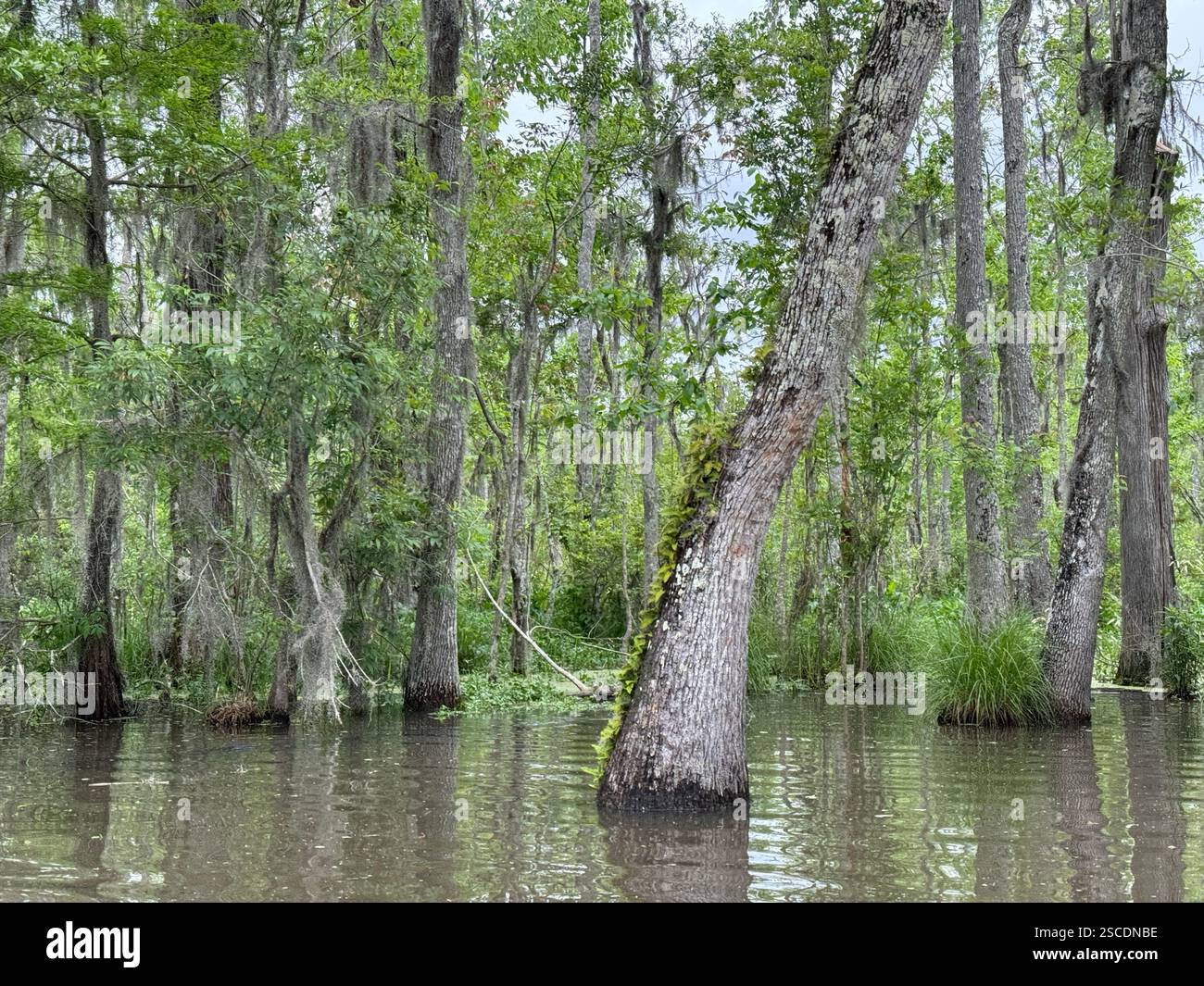 A peaceful view of a Louisiana swamp, with moss-covered cypress trees ...