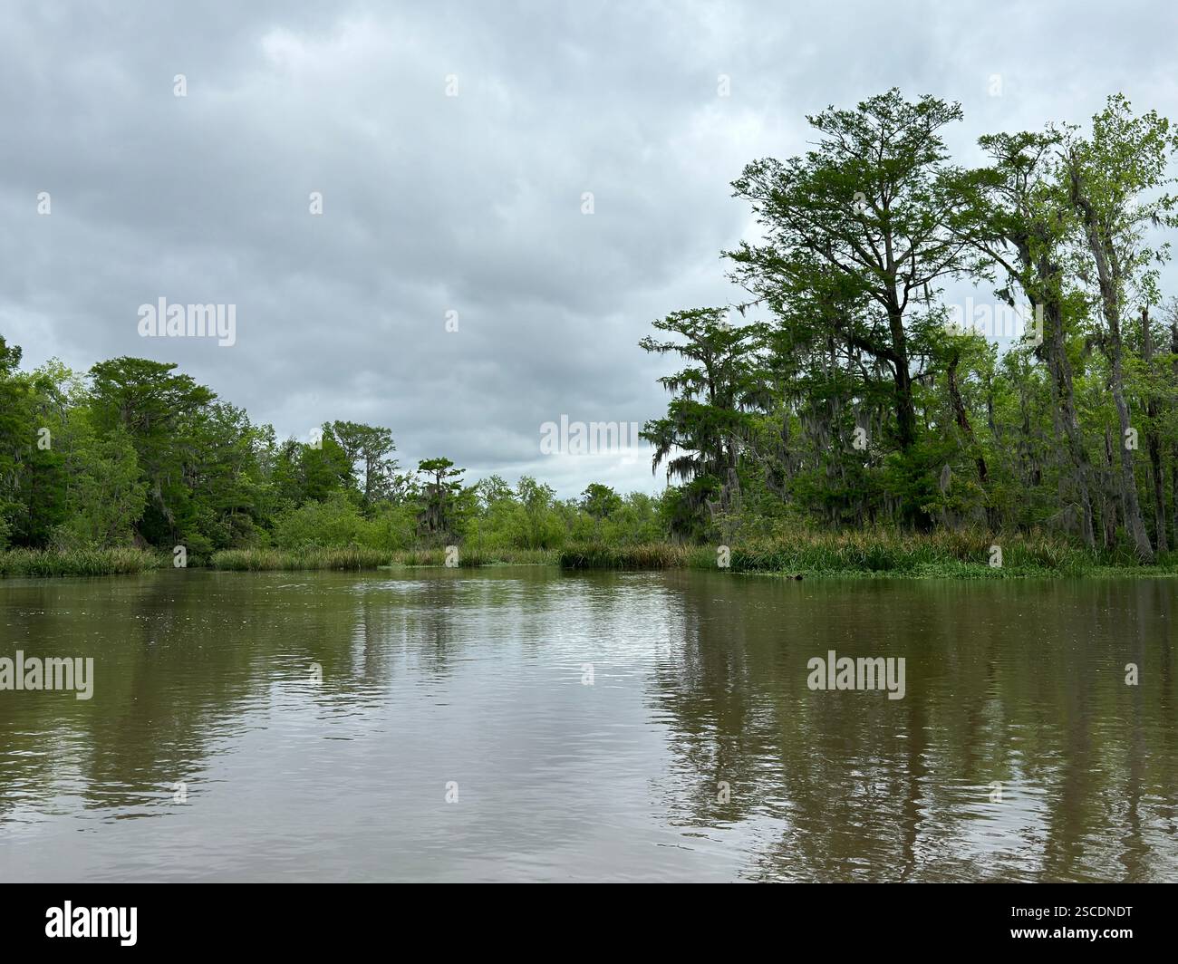 A peaceful view of a Louisiana swamp, with moss-covered cypress trees ...