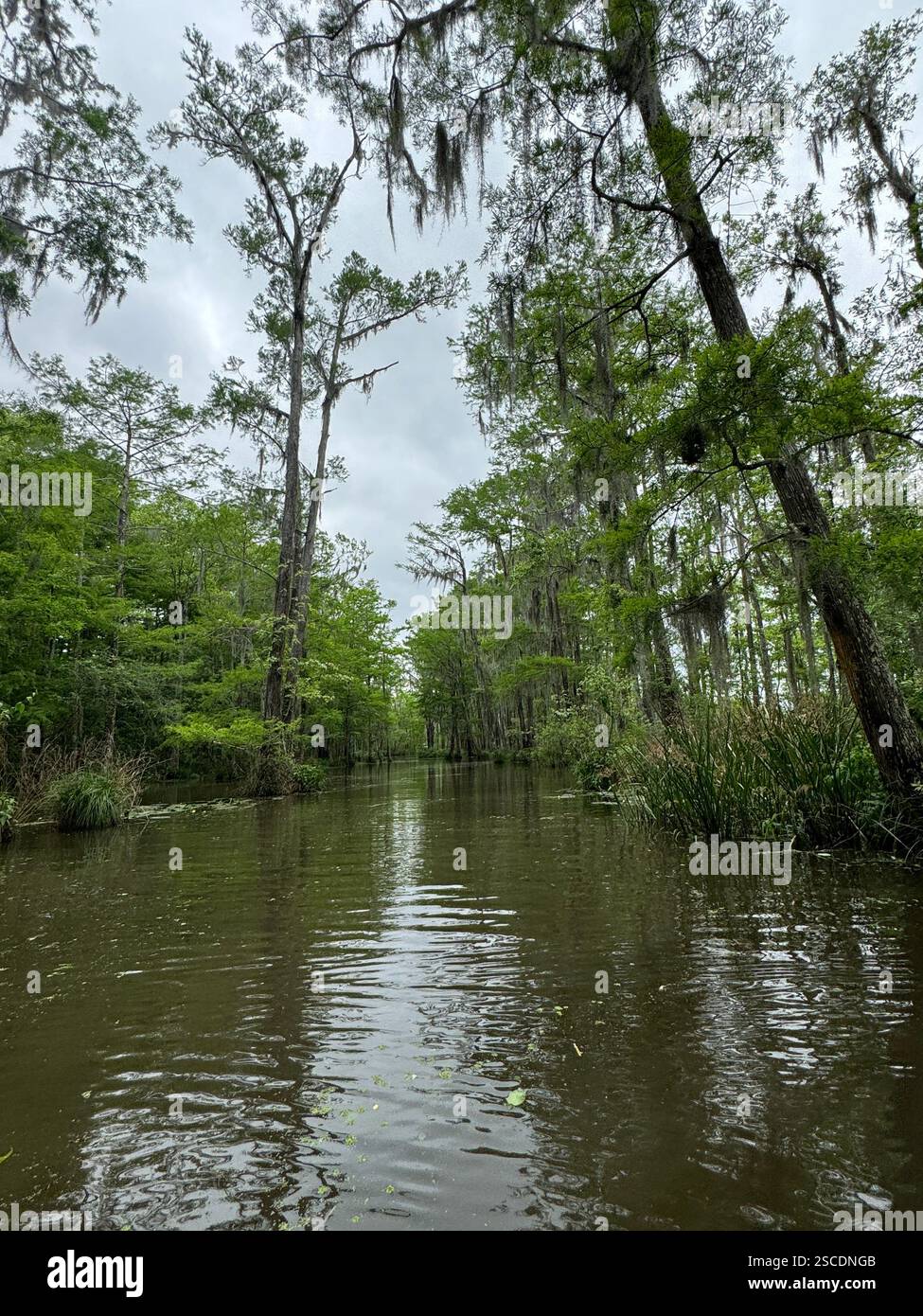 A peaceful view of a Louisiana swamp, with moss-covered cypress trees ...
