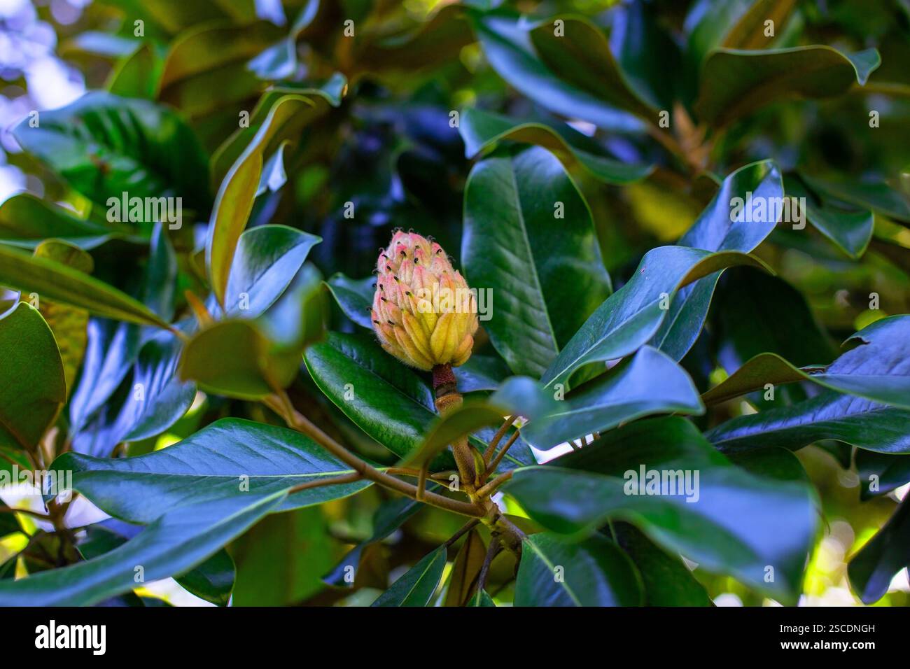 Magnolia grandiflora, also known as common magnolia or common magnolia ...
