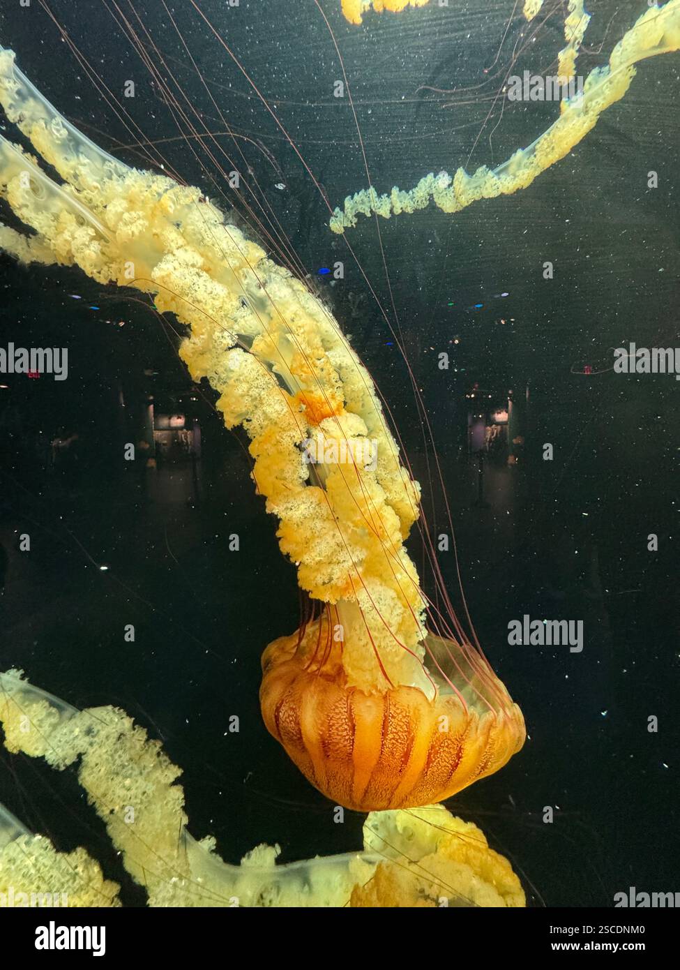 Pacific sea nettle (Chrysaora fuscescens) jellyfish gracefully floats ...