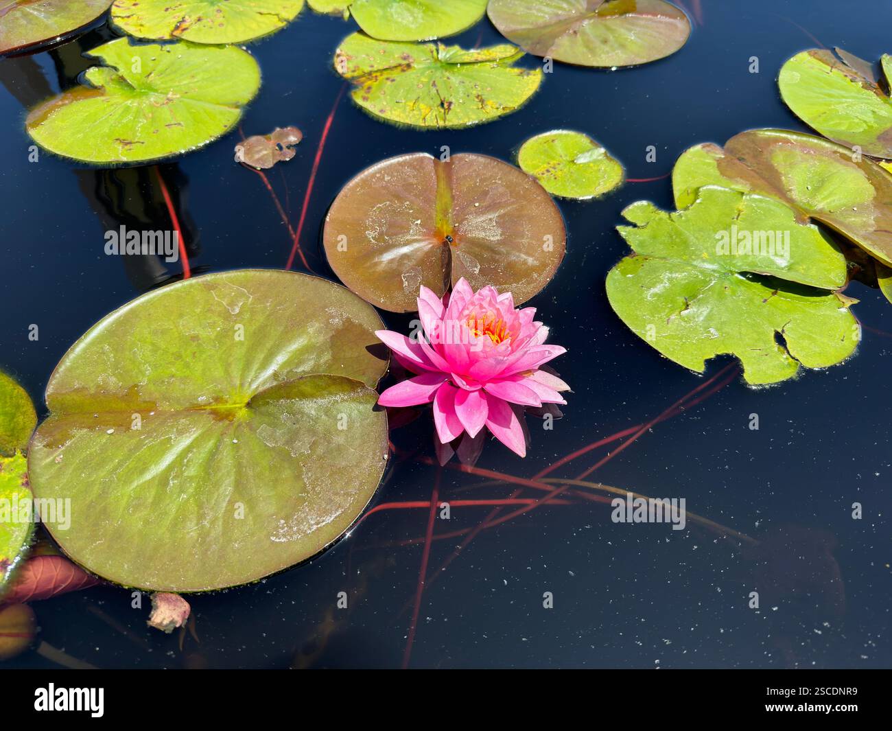 A striking pink water lily blooms on a dark pond, surrounded by green ...