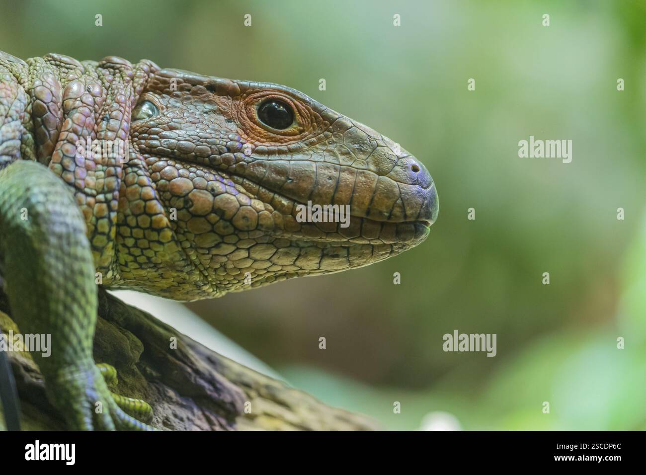 Sideview portrait of a northern caiman lizard (Dracaena guianensis ...
