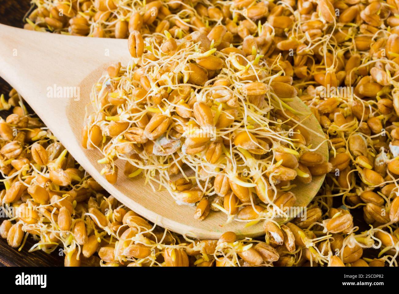 the grain sprouted wheat closeup, healthy food Stock Photo - Alamy