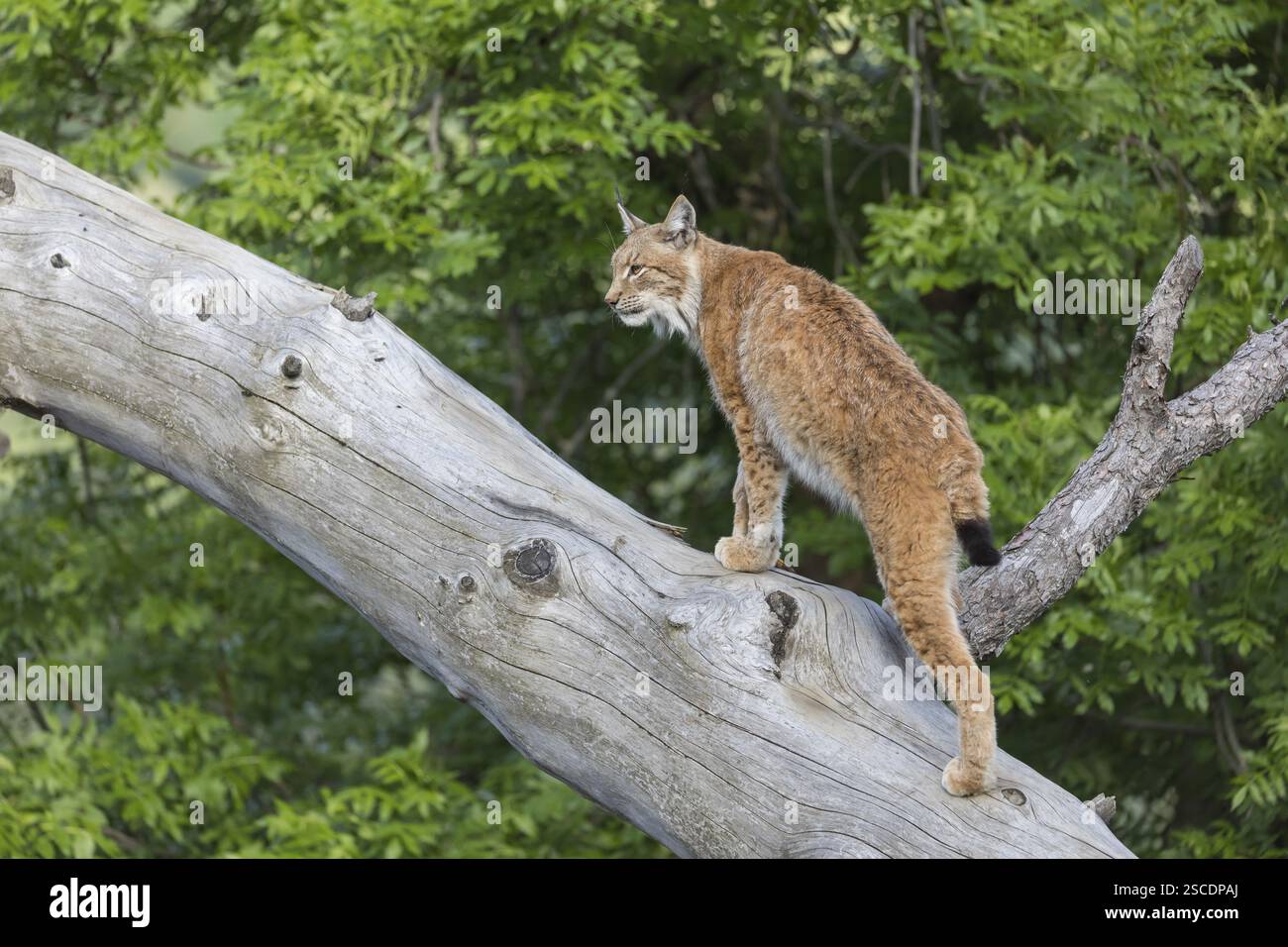 One Eurasian lynx, (Lynx lynx), walking up on a fallen tree. Side view ...