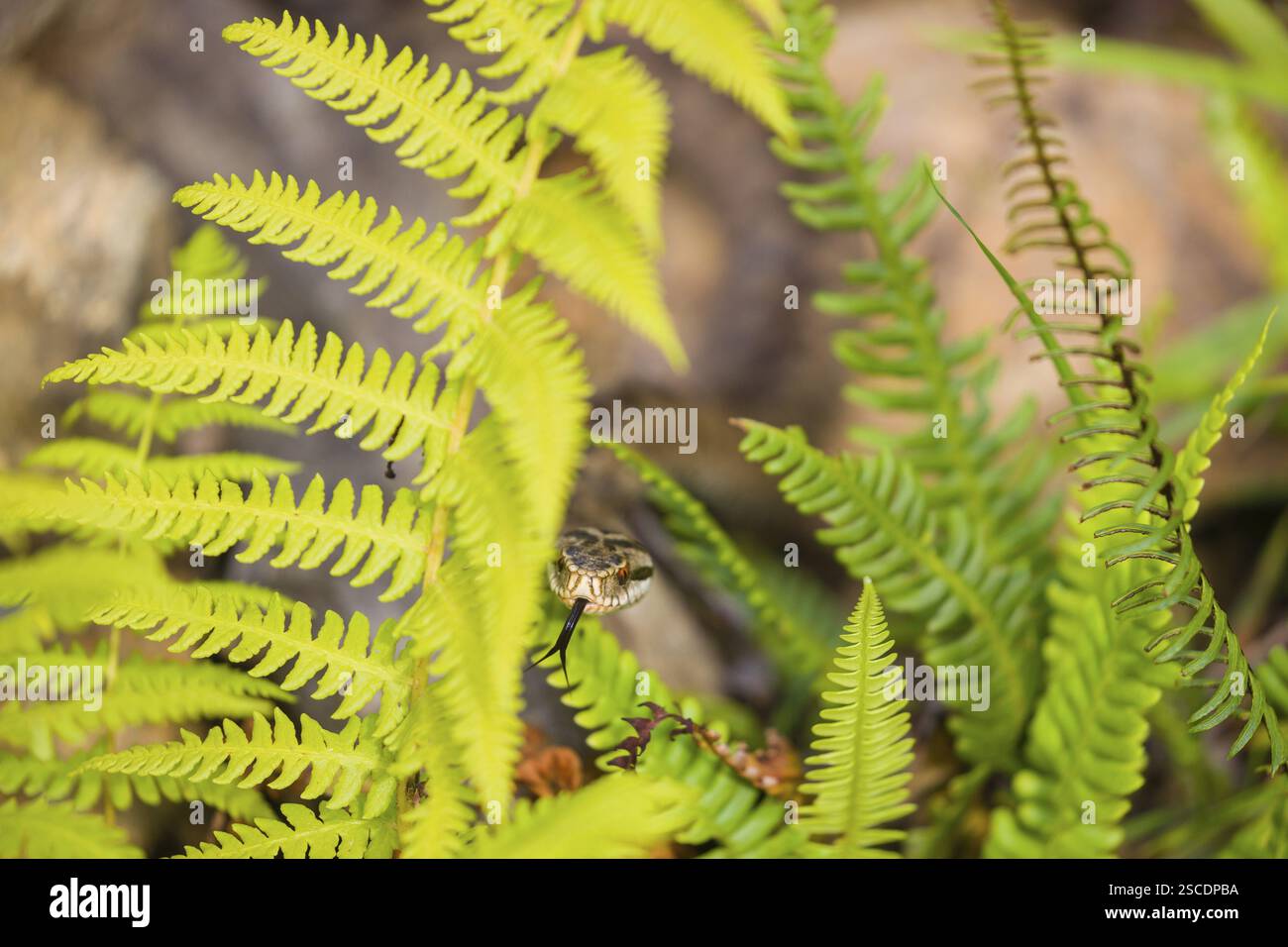 One Vipera berus, the common European adder or common European viper ...
