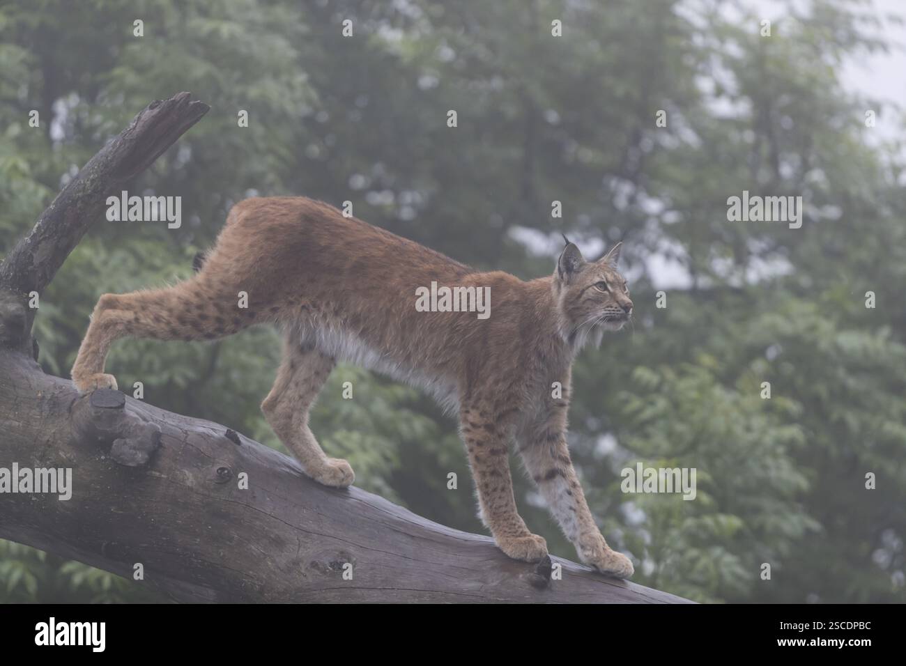 One Eurasian lynx, (Lynx lynx), walking down on a fallen tree in dense ...