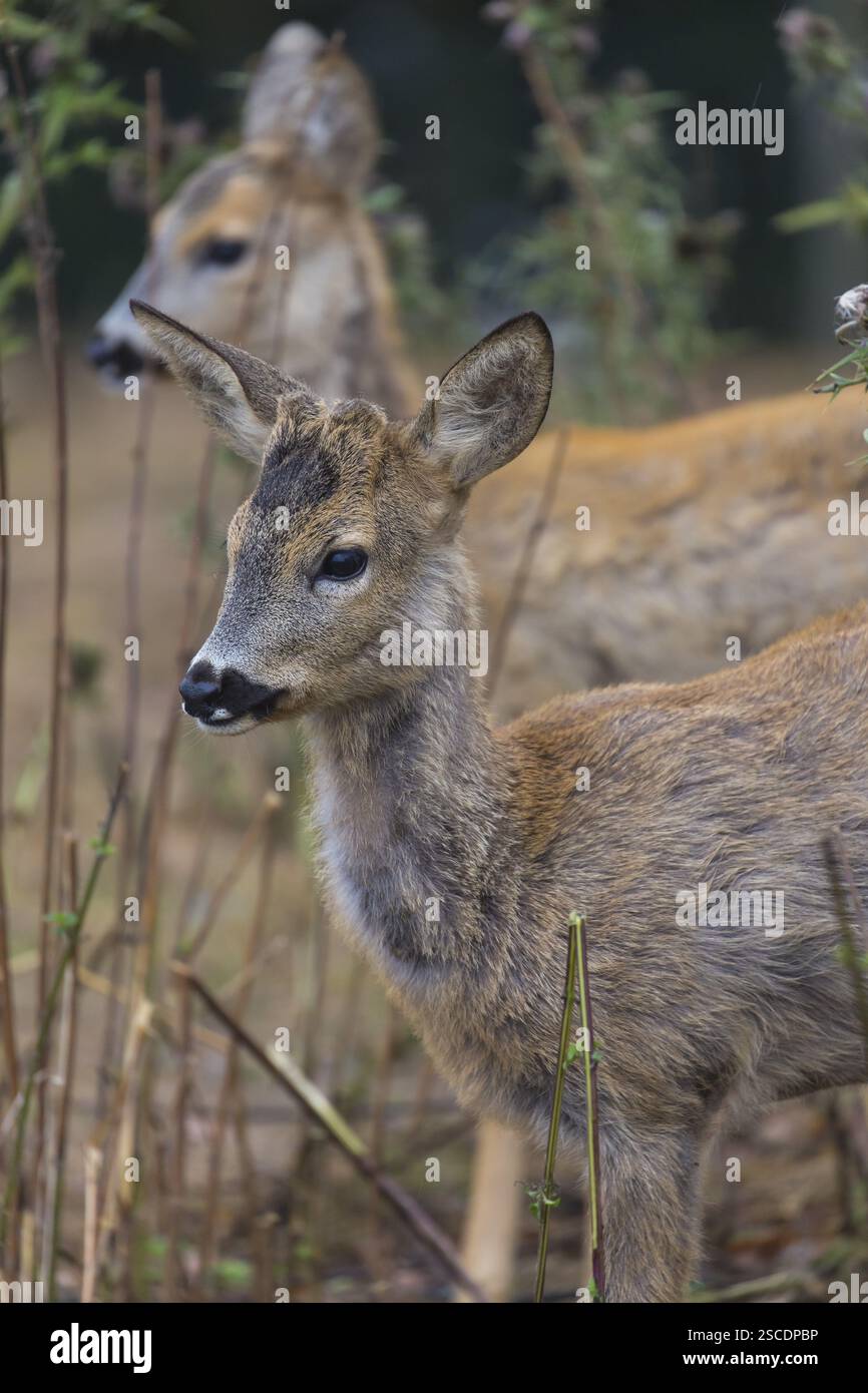 One female and one male Roe Deer, (Capreolus capreolus), standing side by side in dry stinging ...