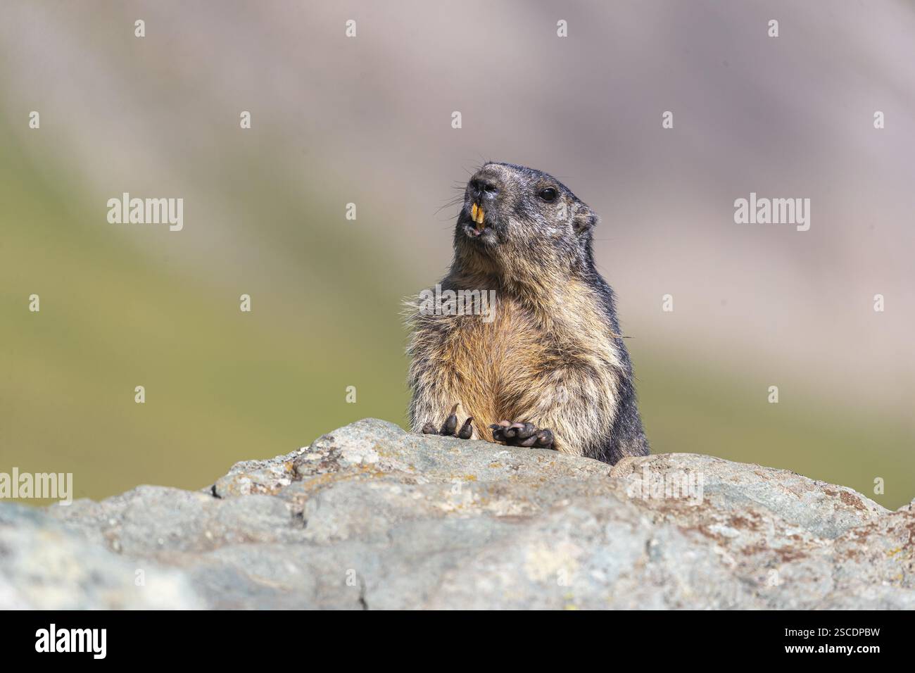 One adult Alpine Marmot, Marmota marmota sitting on a rocky rim. A mountain in the distant ...