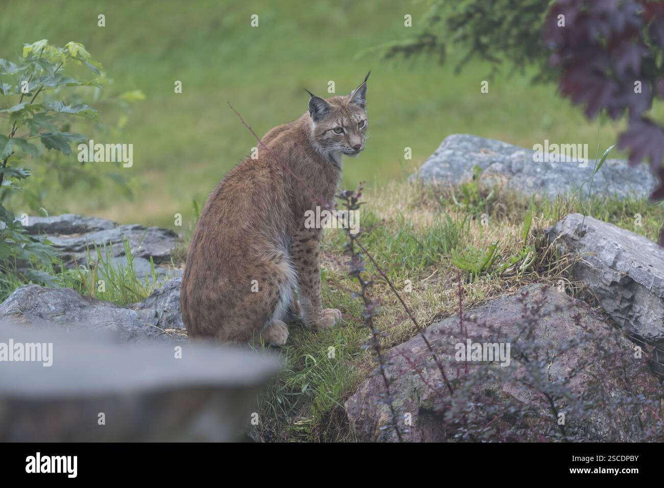 One Eurasian lynx, (Lynx lynx), sitting in fresh green vegetation with ...