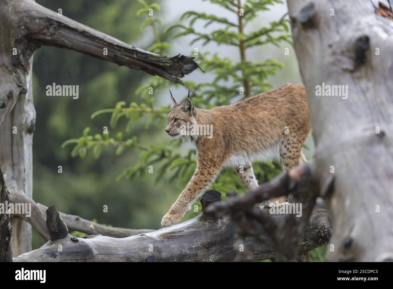 One Eurasian lynx, (Lynx lynx), walking down on a fallen tree. Side ...
