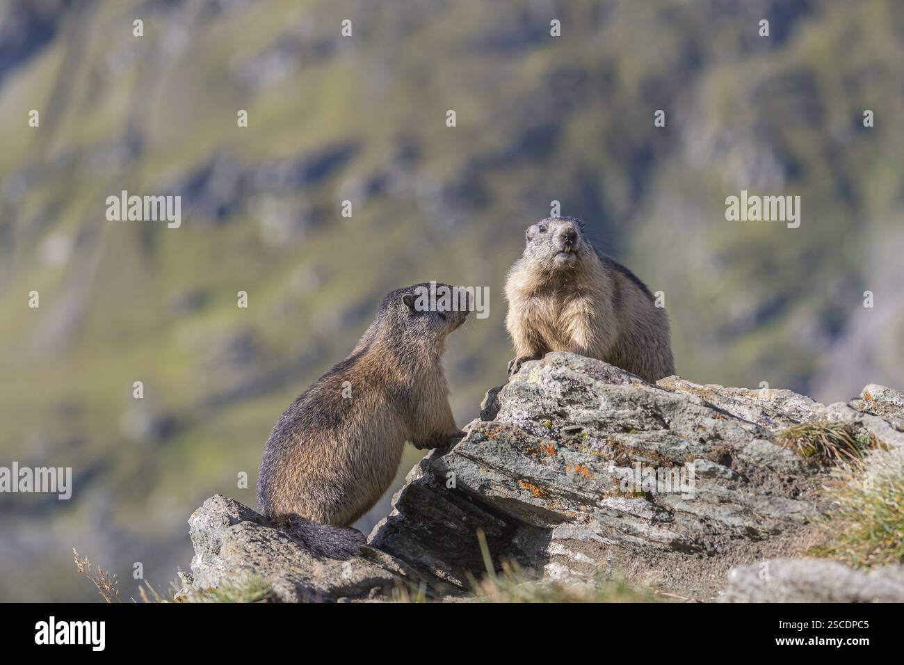 Two young Alpine Marmots, Marmota marmota, sitting on a rock watching their surrounding ...