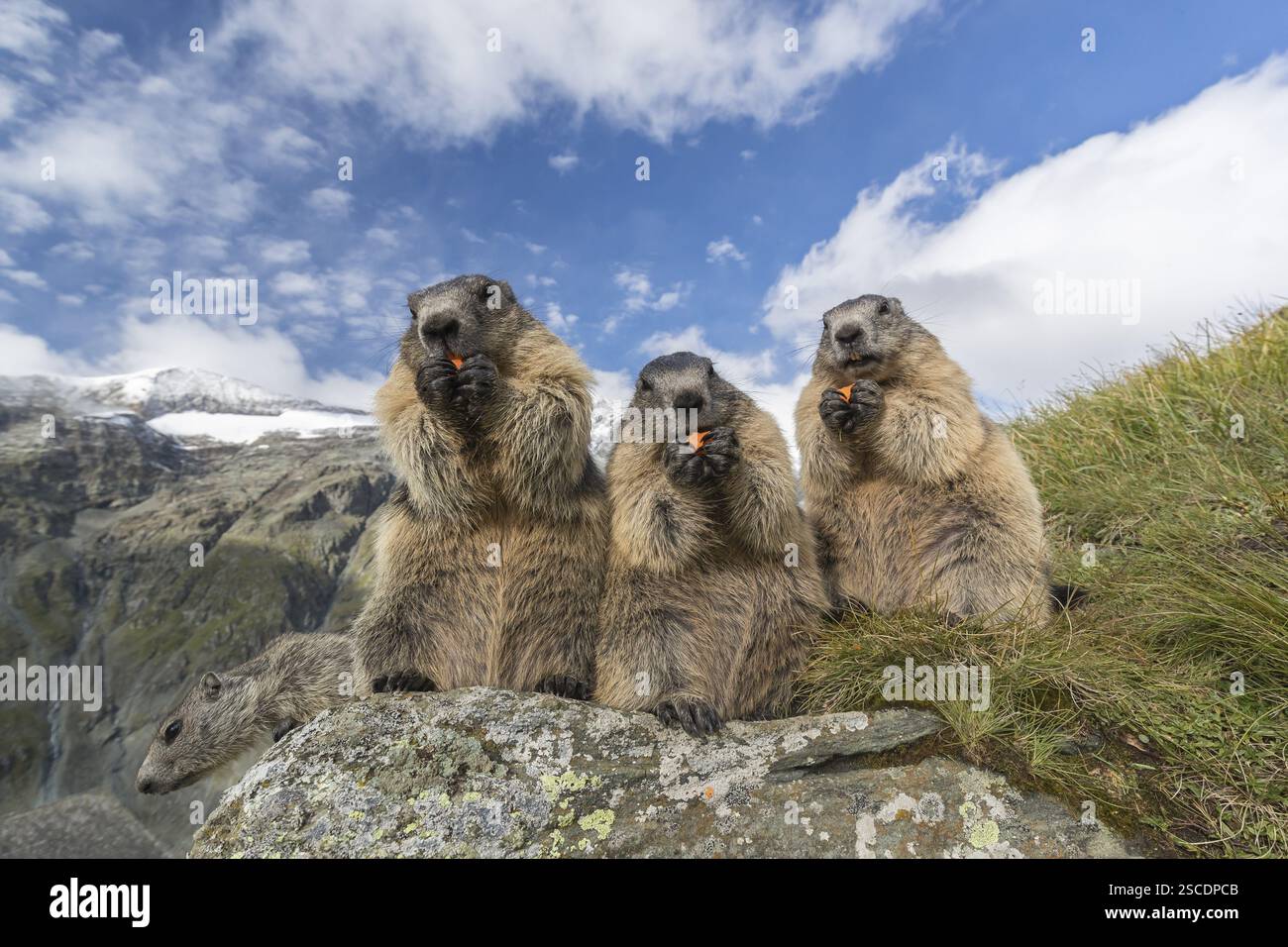 Four Alpine Marmot, Marmota marmota, sitting on a rock, feeding on carrots. Green grass around ...