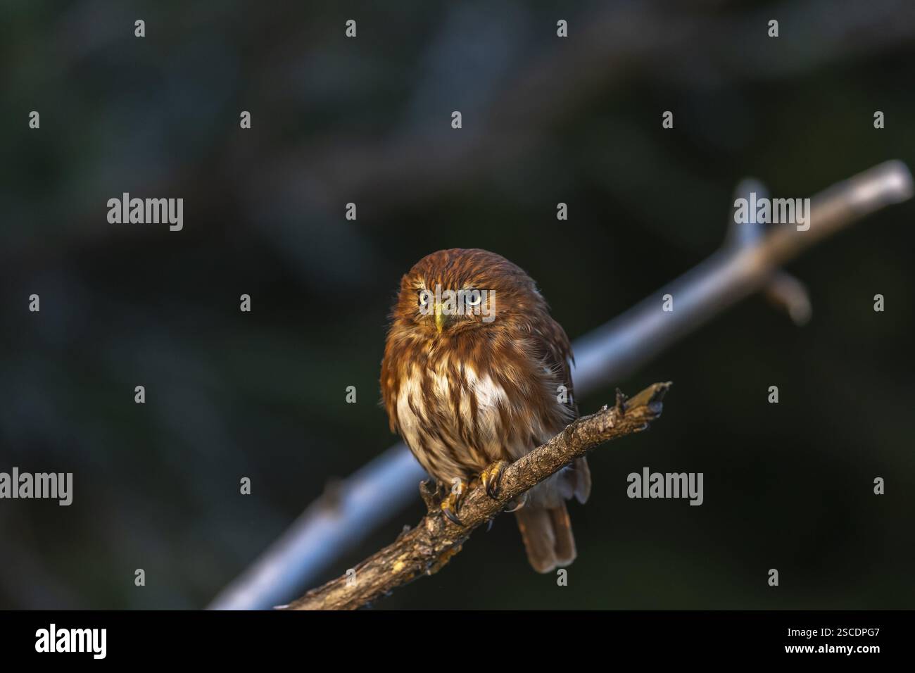 One East Brazilian pygmy owl (Glaucidium minutissimum), also known as ...
