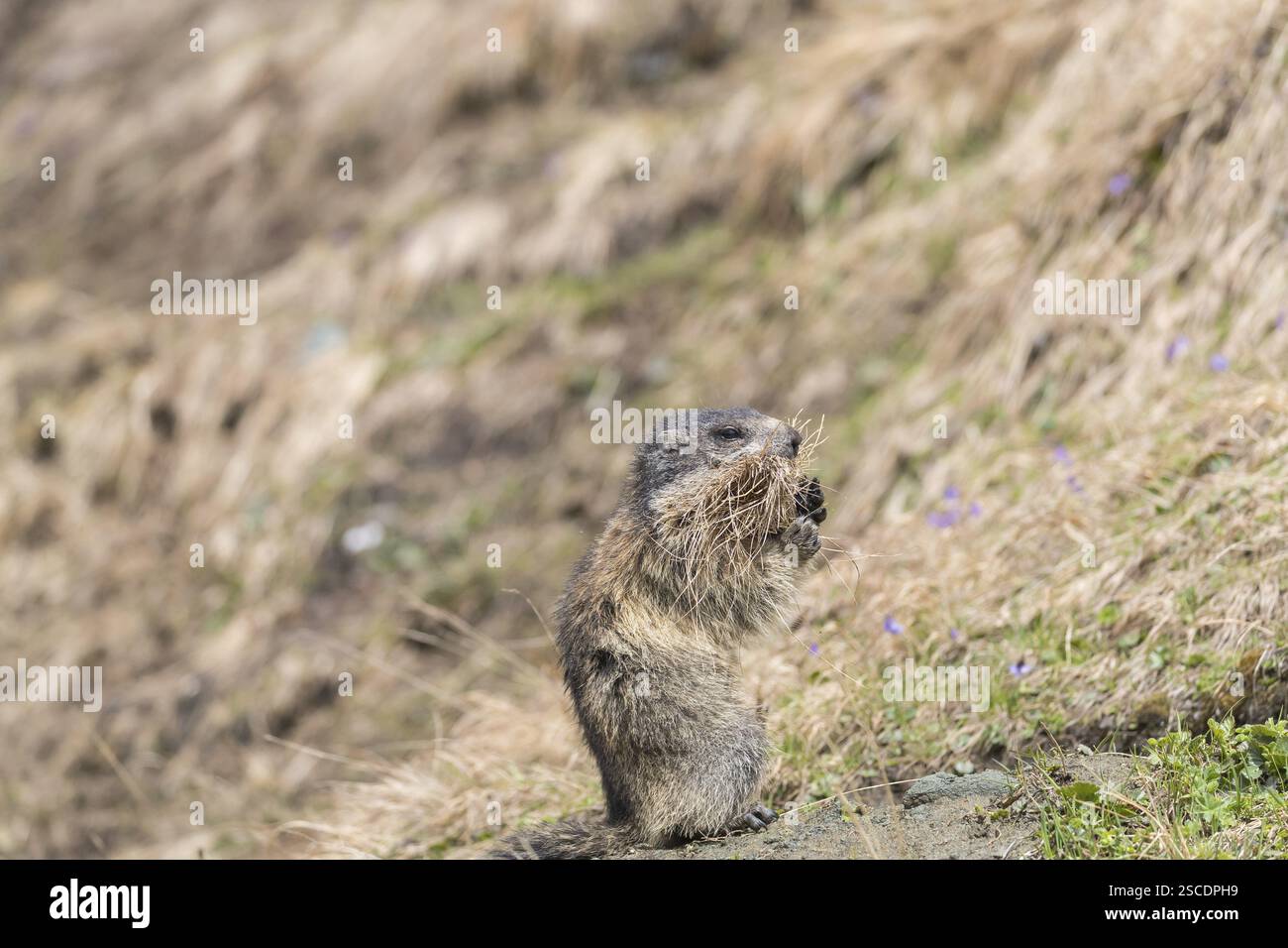One Alpine Marmot, Marmota marmota, with nesting material in the mouth ...