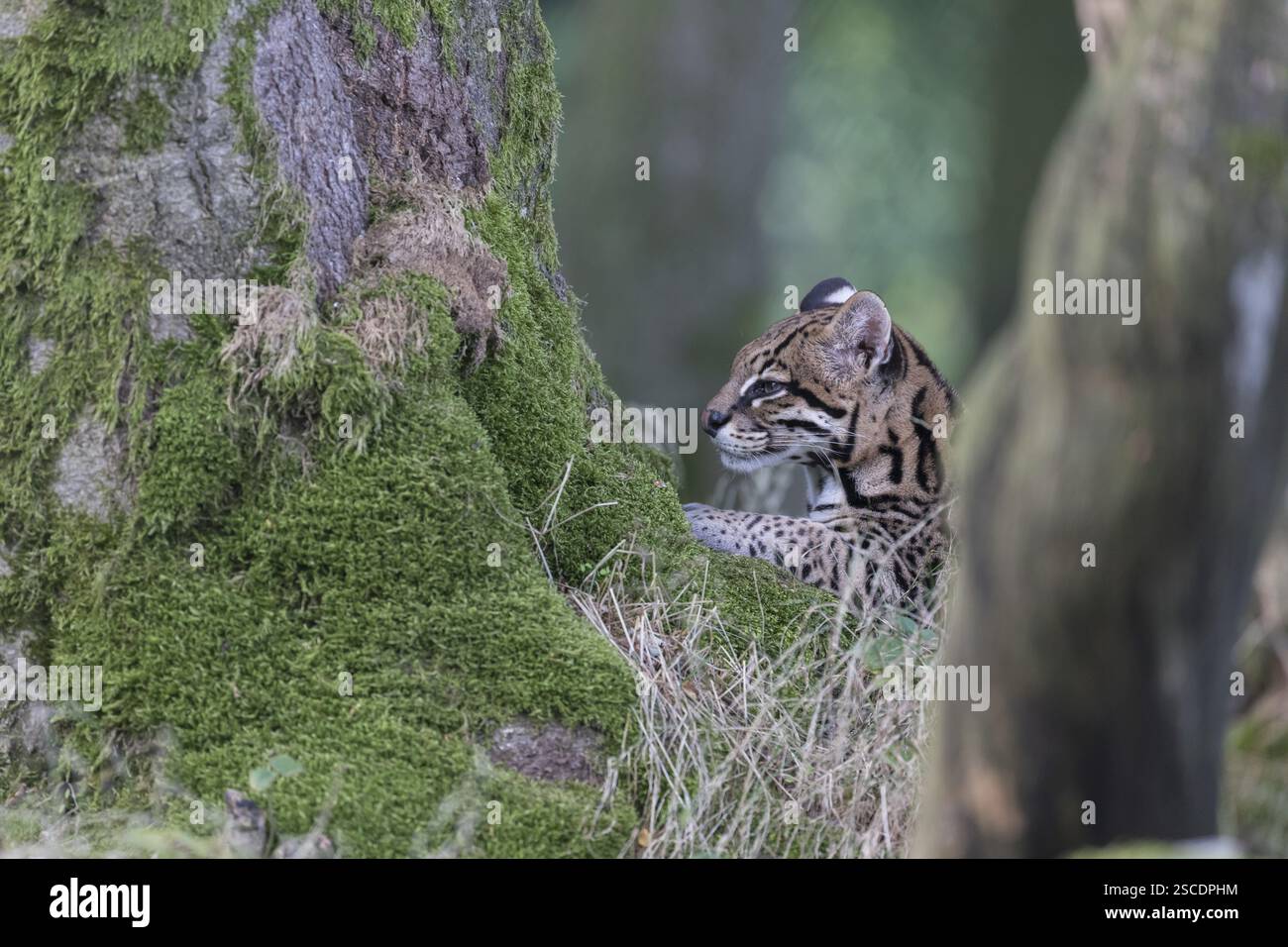 One female Ocelot, Leopardus pardalis, headshot portrait between two ...