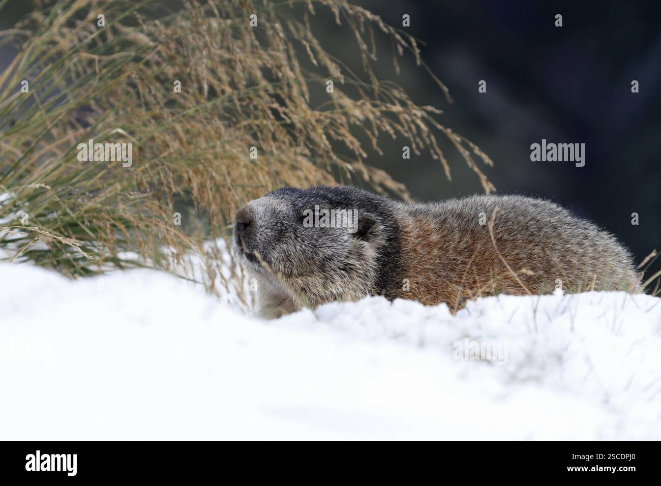 One adult Alpine Marmot, Marmota marmota, resting in snow Stock Photo - Alamy