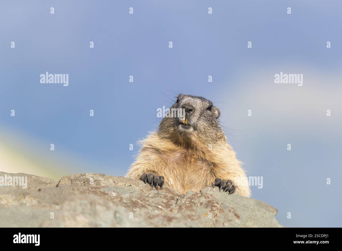 One Alpine Marmots, Marmota marmota, resting on a rock in early morning light. Blue mountains in ...