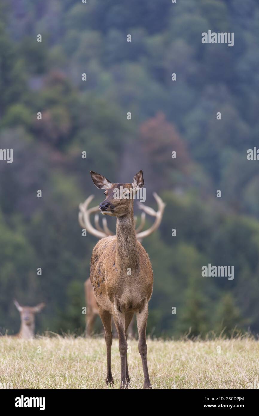 Female red deer standing on a meadow with a males antlers behind her ...