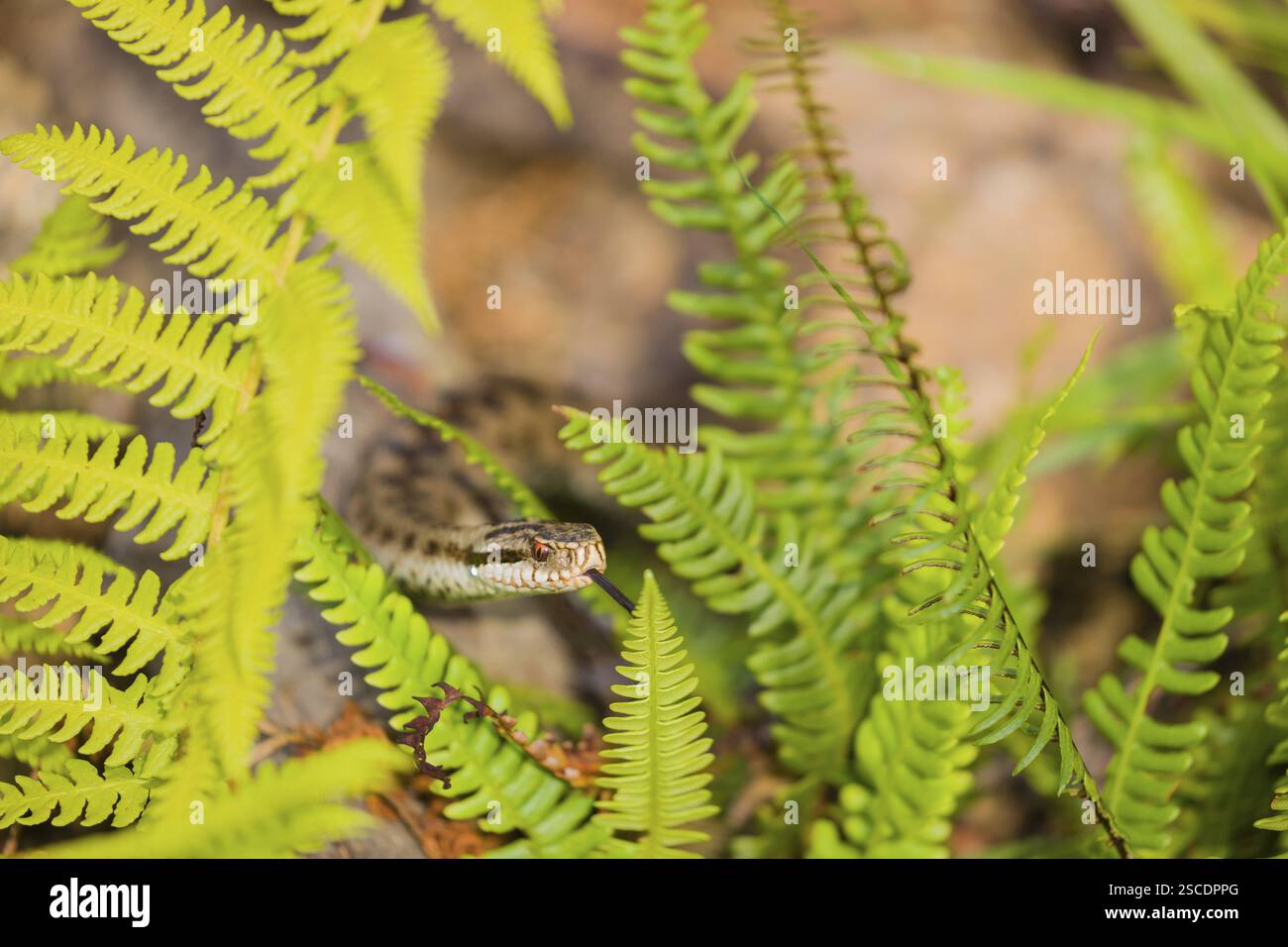 One Vipera berus, the common European adder or common European viper ...