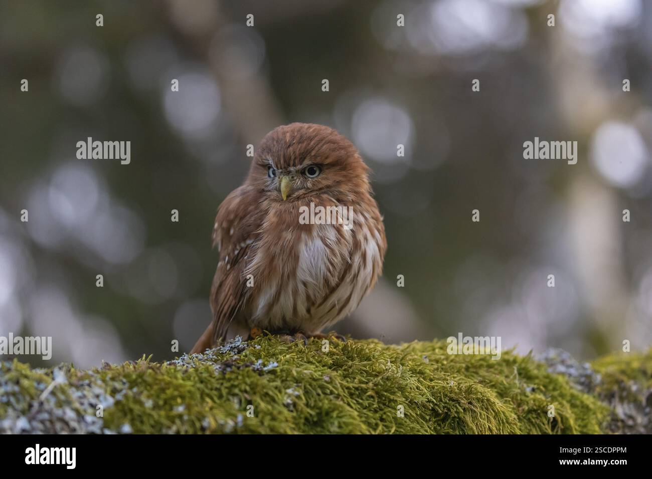 One East Brazilian pygmy owl (Glaucidium minutissimum), also known as ...