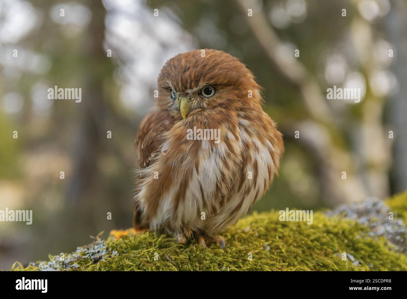 One East Brazilian pygmy owl (Glaucidium minutissimum), also known as ...