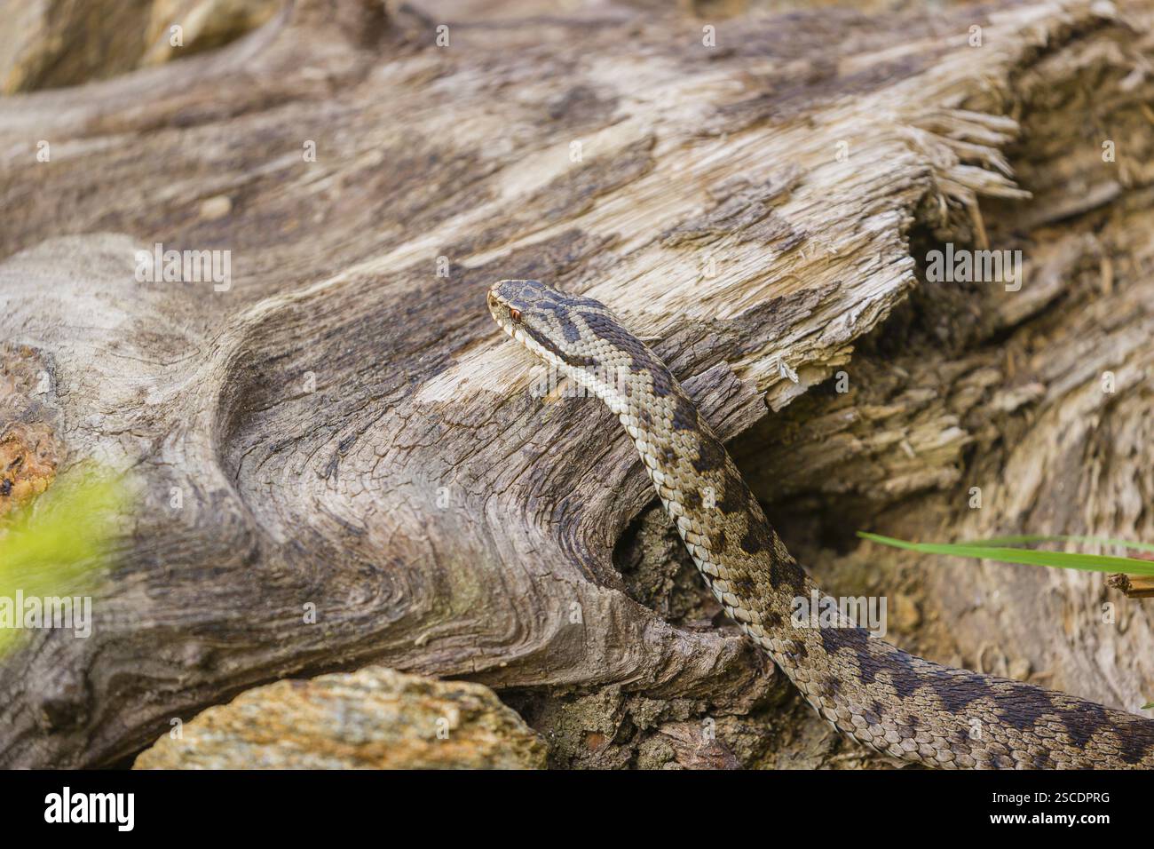 One Vipera berus, the common European adder or common European viper ...