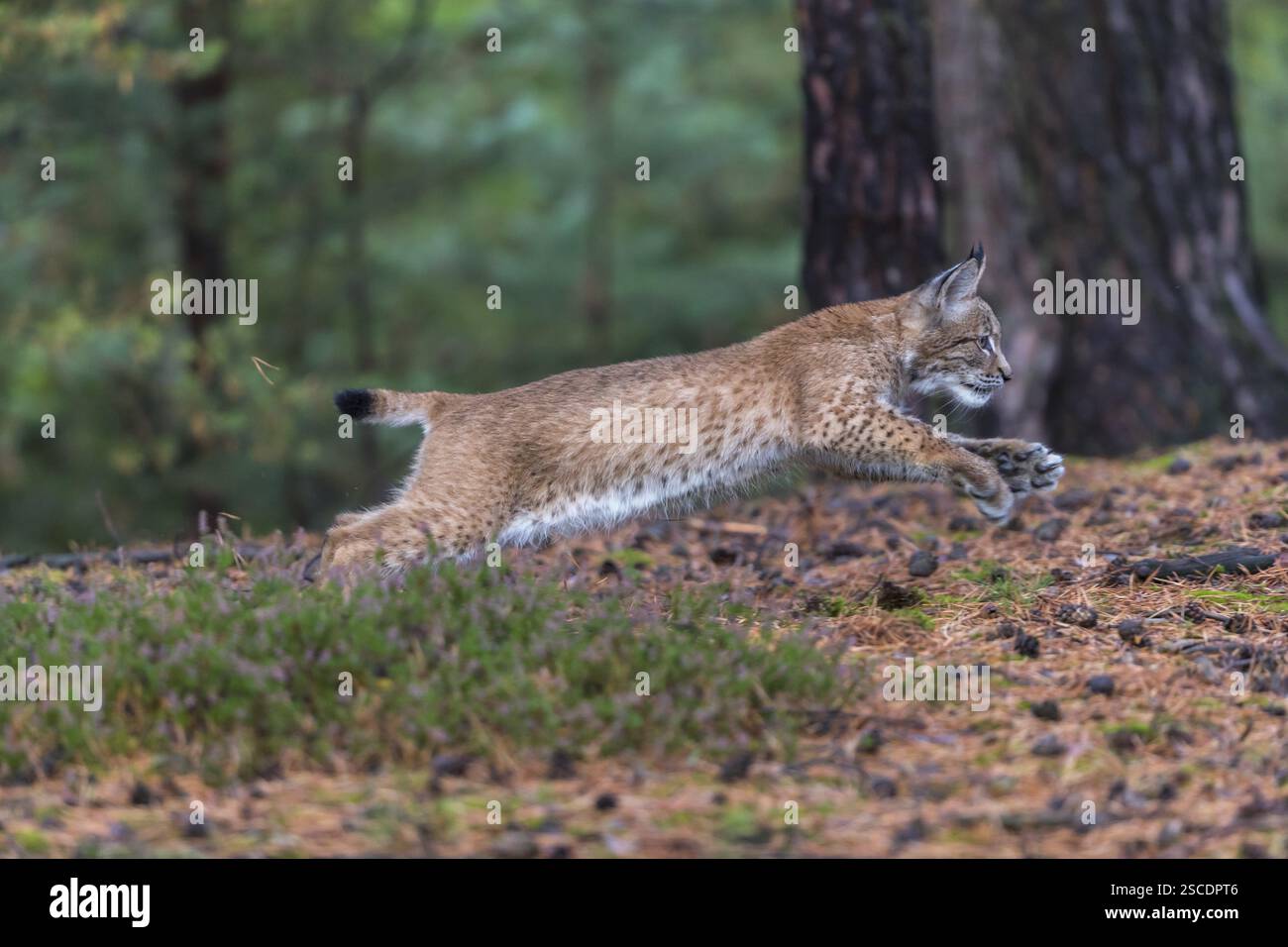 One young Eurasian lynx, (Lynx lynx), running thru a forest. Green ...