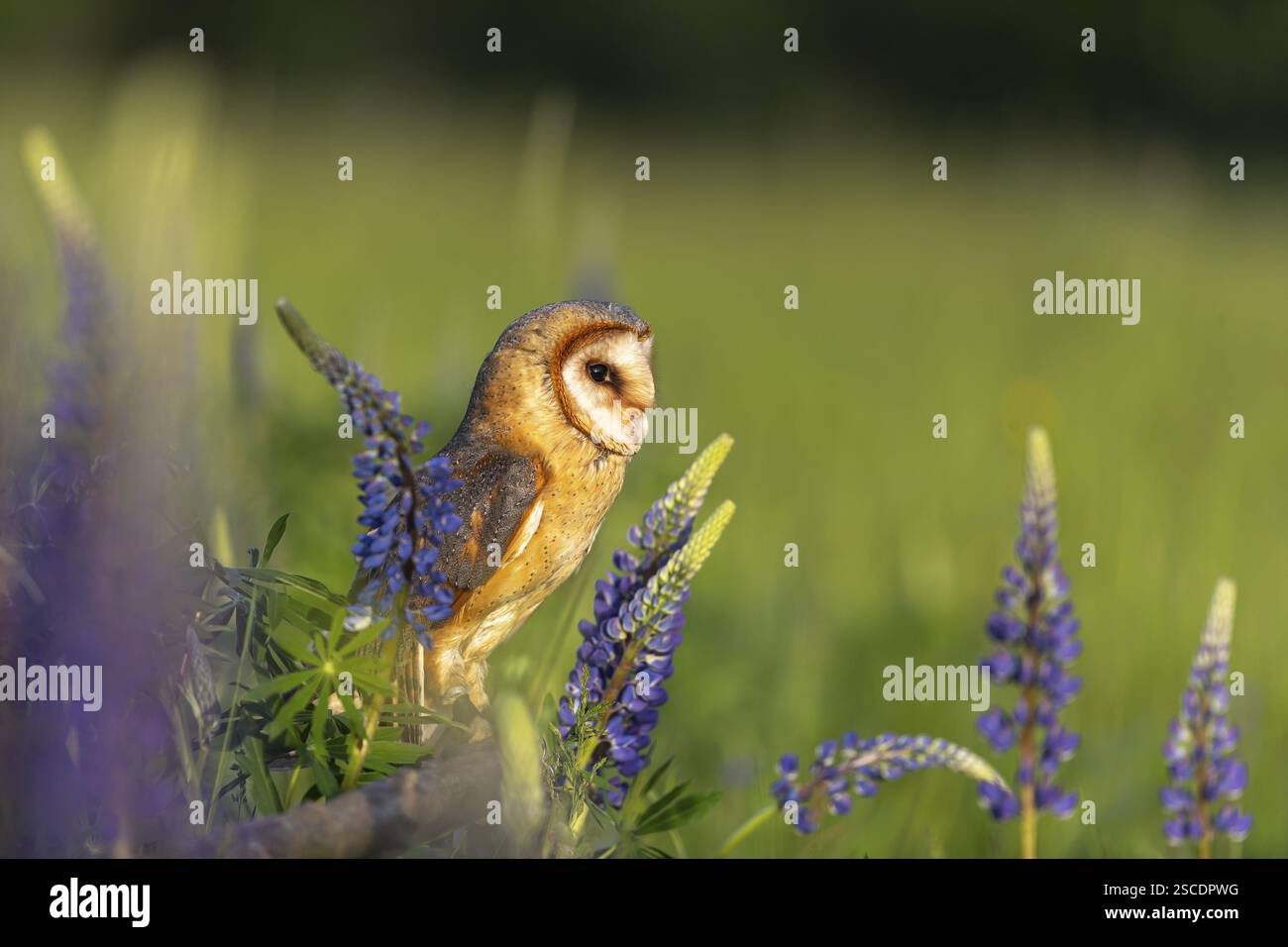 One barn owl (Tyto alba) sitting on a branch lying in a field of ...
