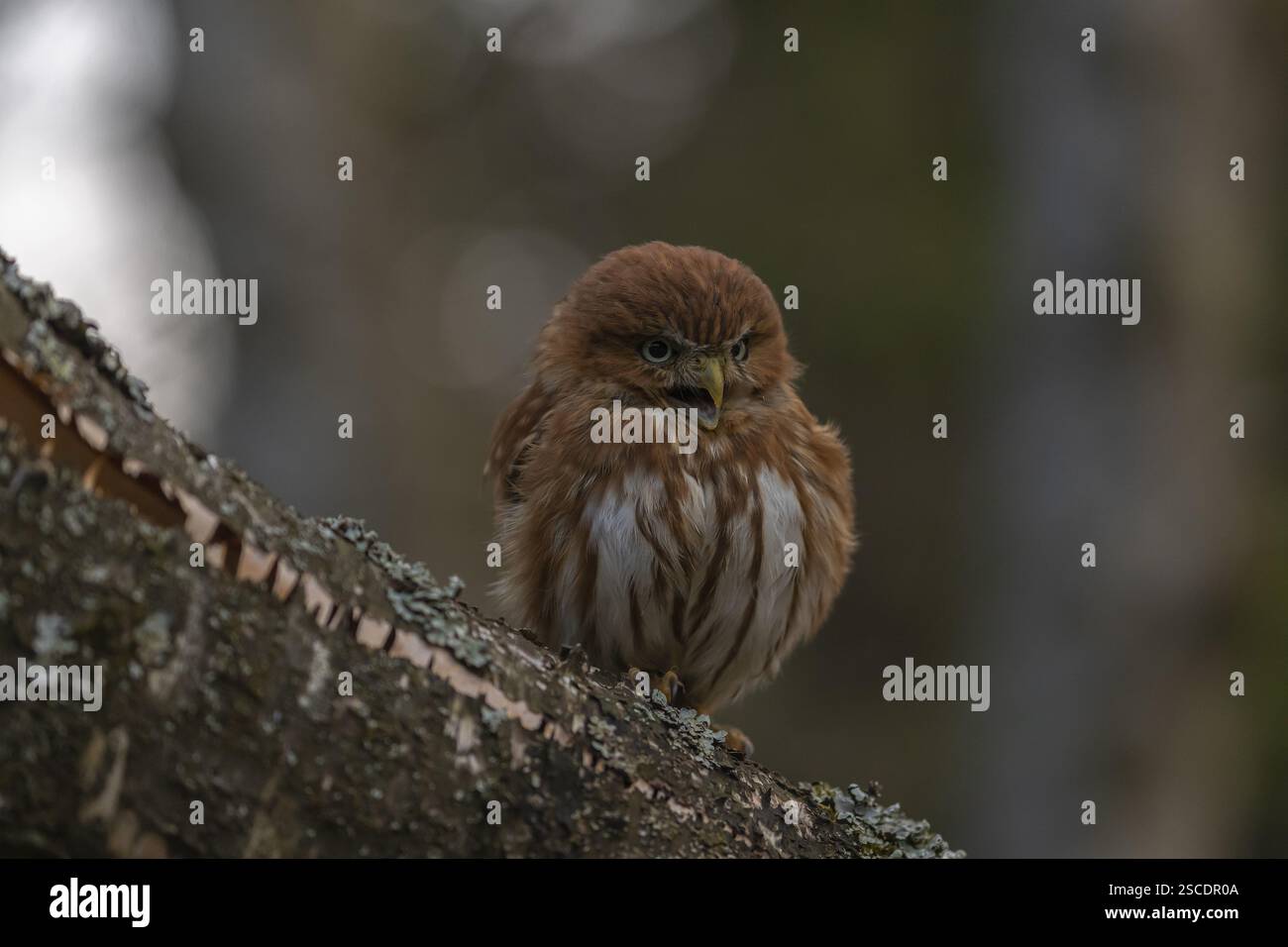 One East Brazilian pygmy owl (Glaucidium minutissimum), also known as ...