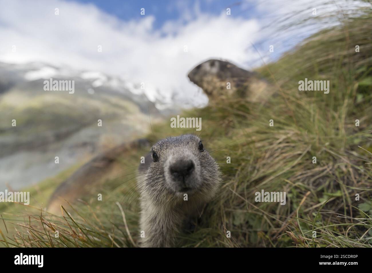 One adult Alpine Marmot, Marmota marmota, in the background and one young marmot standing in ...