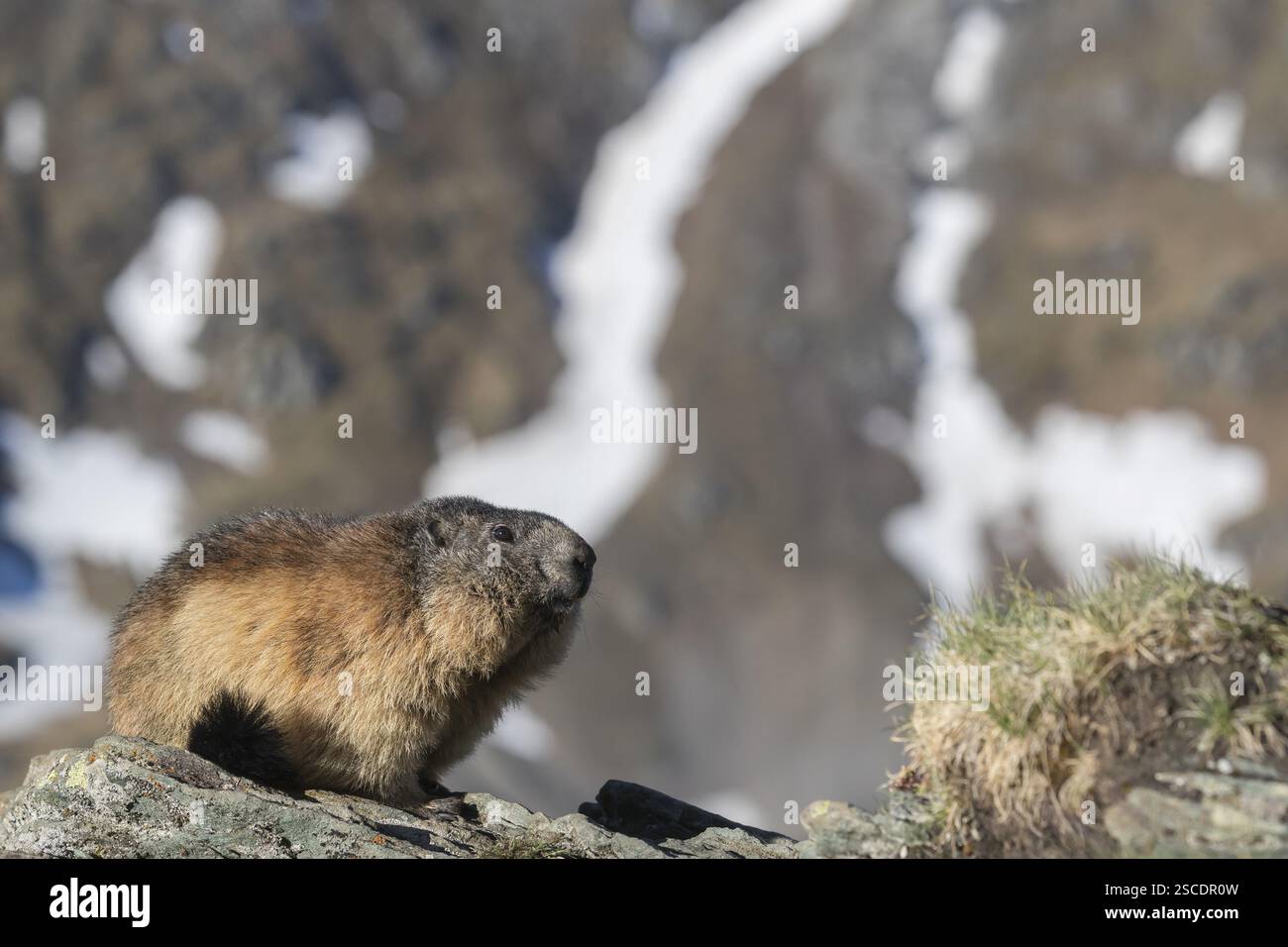 One Alpine Marmot, Marmota marmota, resting on a rock with snowy mountains in the distant ...