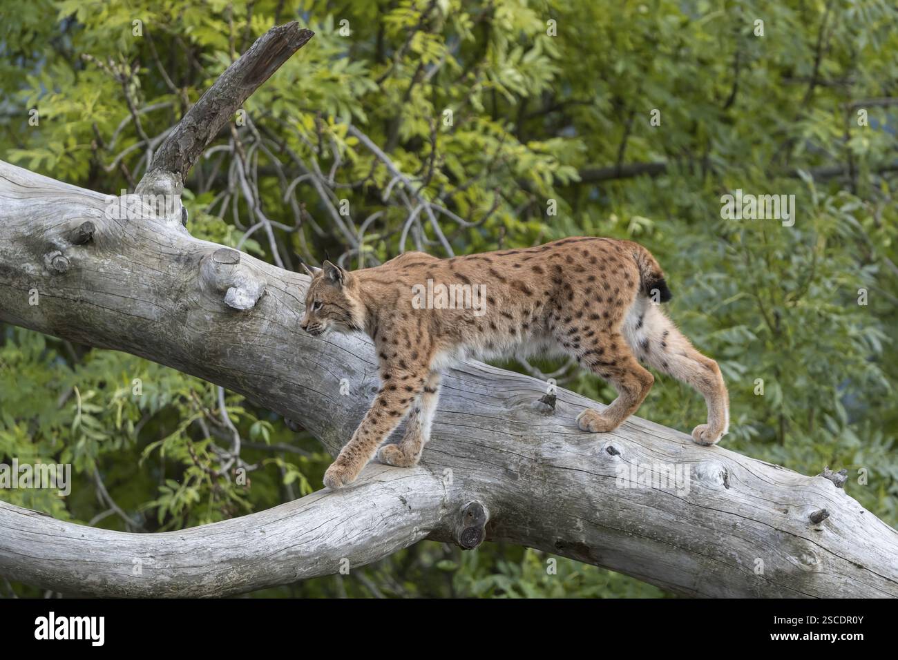 One Eurasian lynx, (Lynx lynx), climbing on a dead tree. Side view with ...
