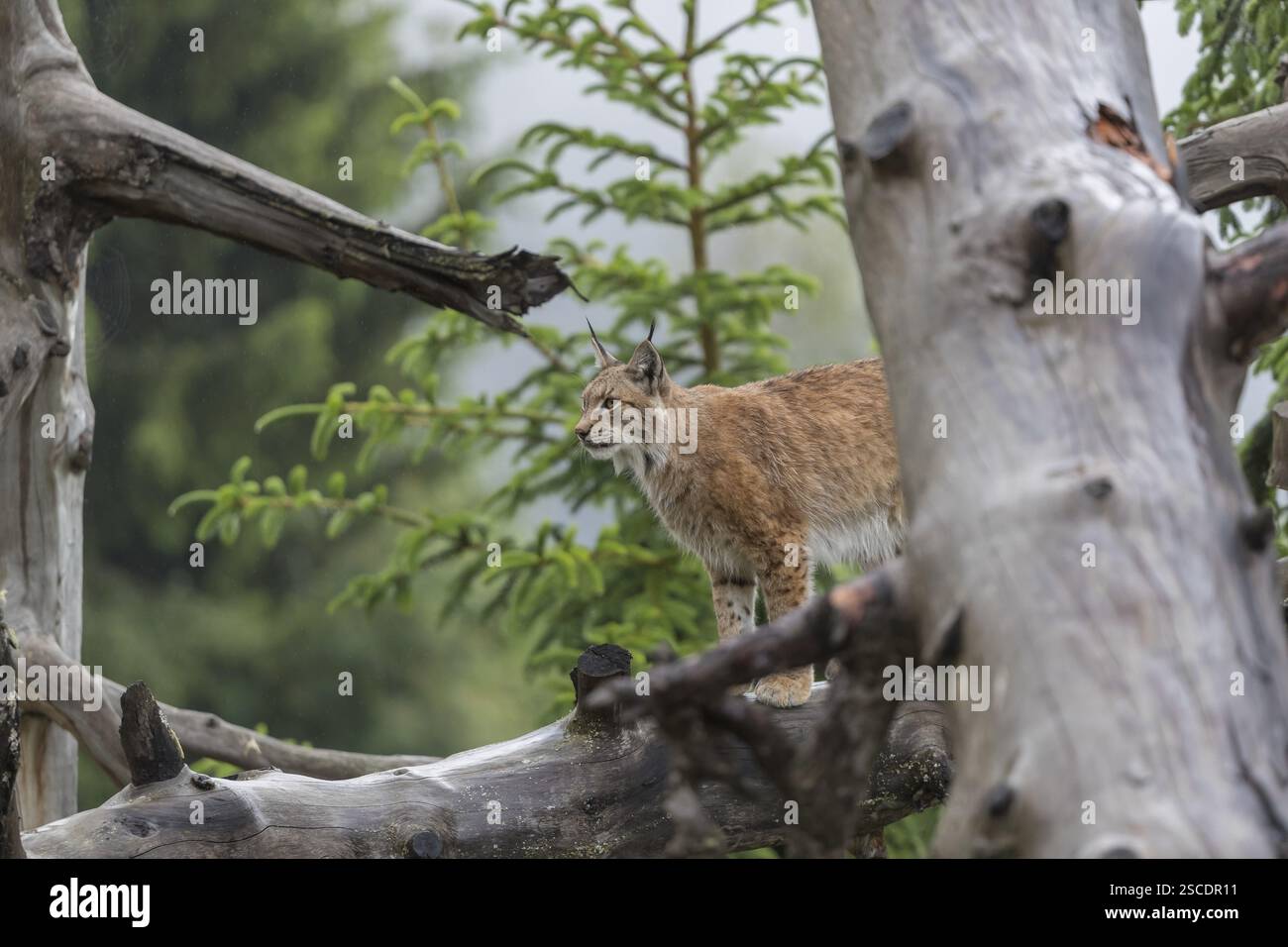 One Eurasian lynx, (Lynx lynx), walking down on a fallen tree. Side ...